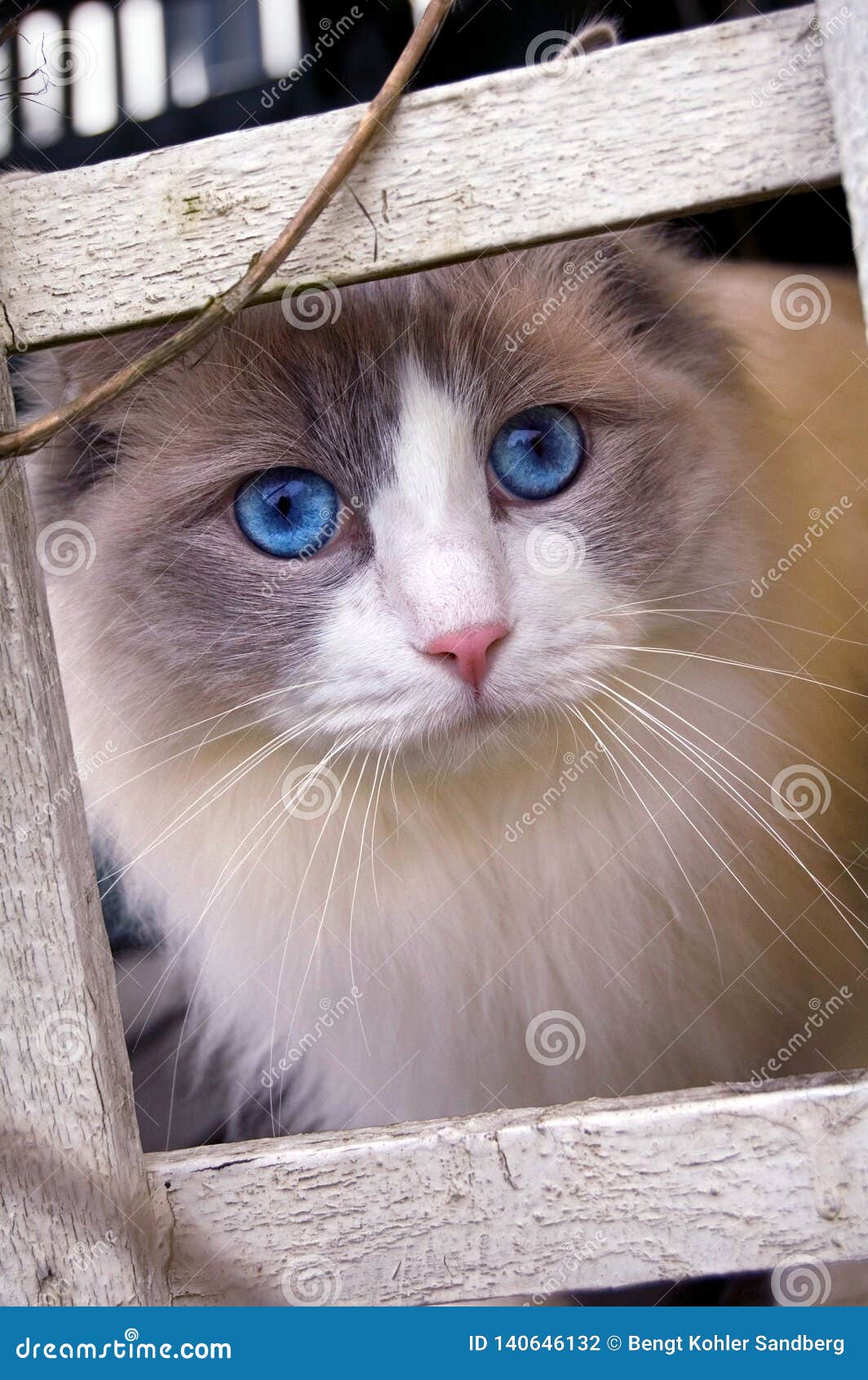 Ragdoll Cat Looking into the Camera Stock Photo - Image of eyes ...