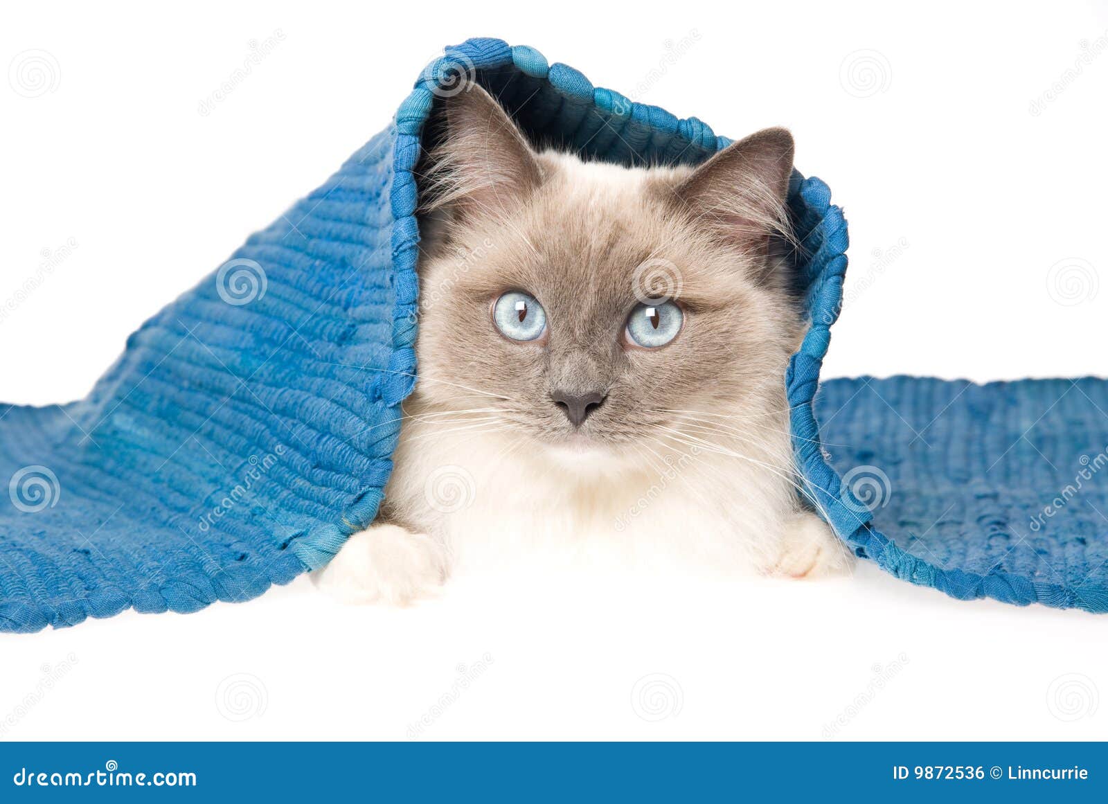 Ragdoll Cat Lying Under Blue Rug Stock Photo - Image of puss, doll: 9872536
