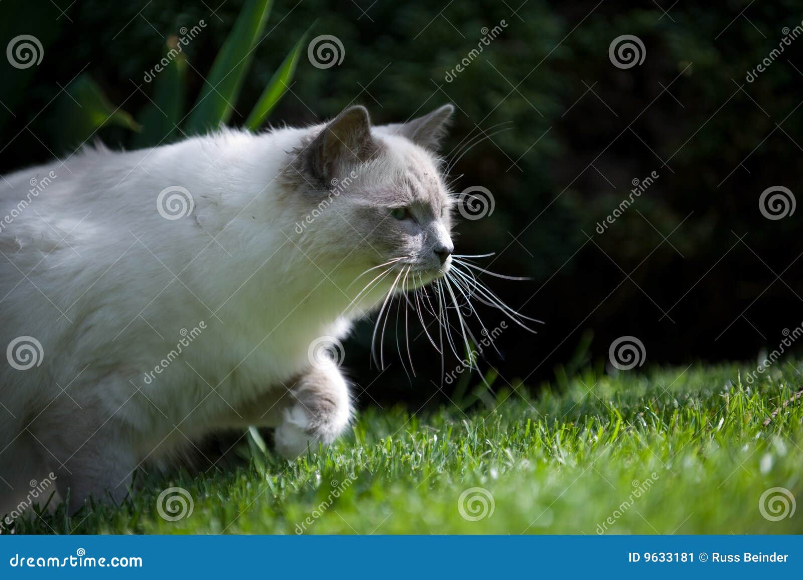 Ragdoll cat on the prowl stock image. Image of eyes, pedigreed - 9633181