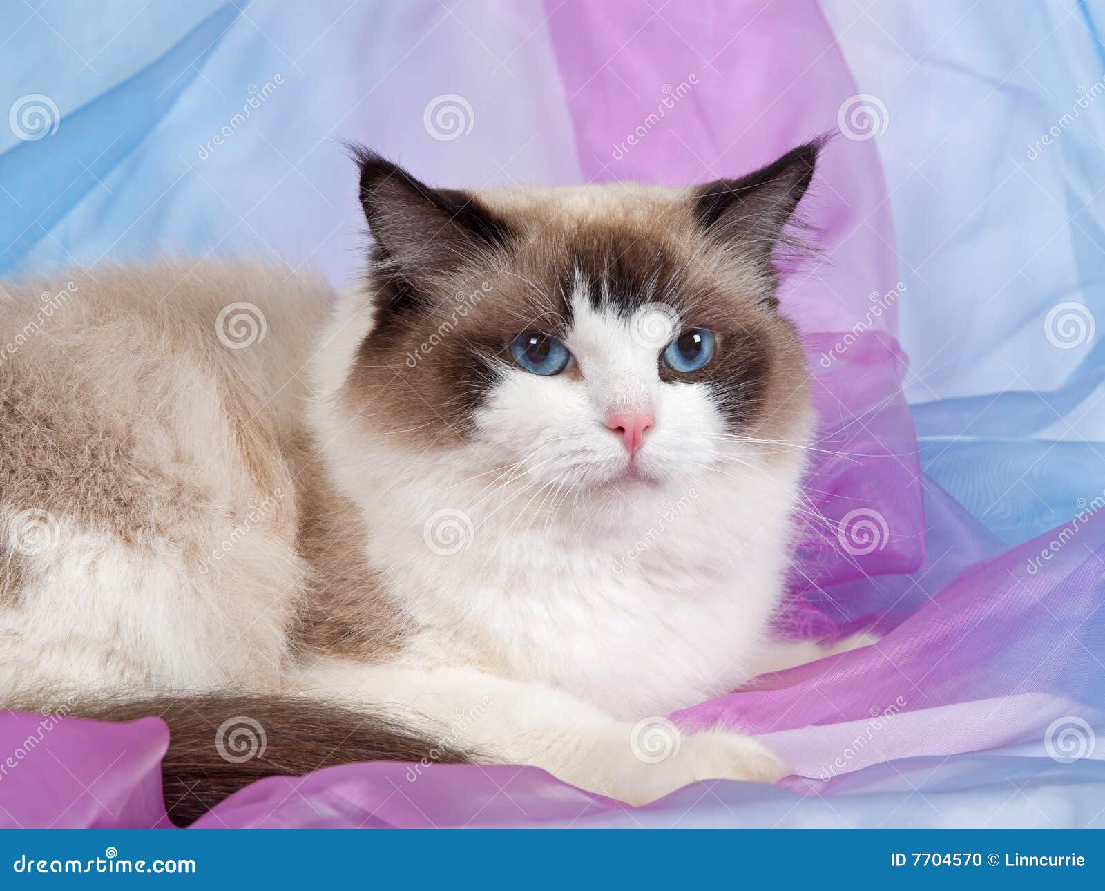 Ragdoll cat seal bi-color stock photo. Image of pink, seal - 7704570
