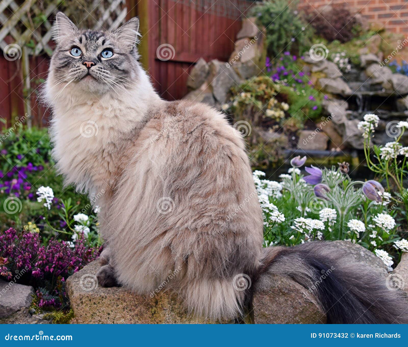 RAGDOLL CAT stock photo. Image of outside, pedigree, flowers - 91073432