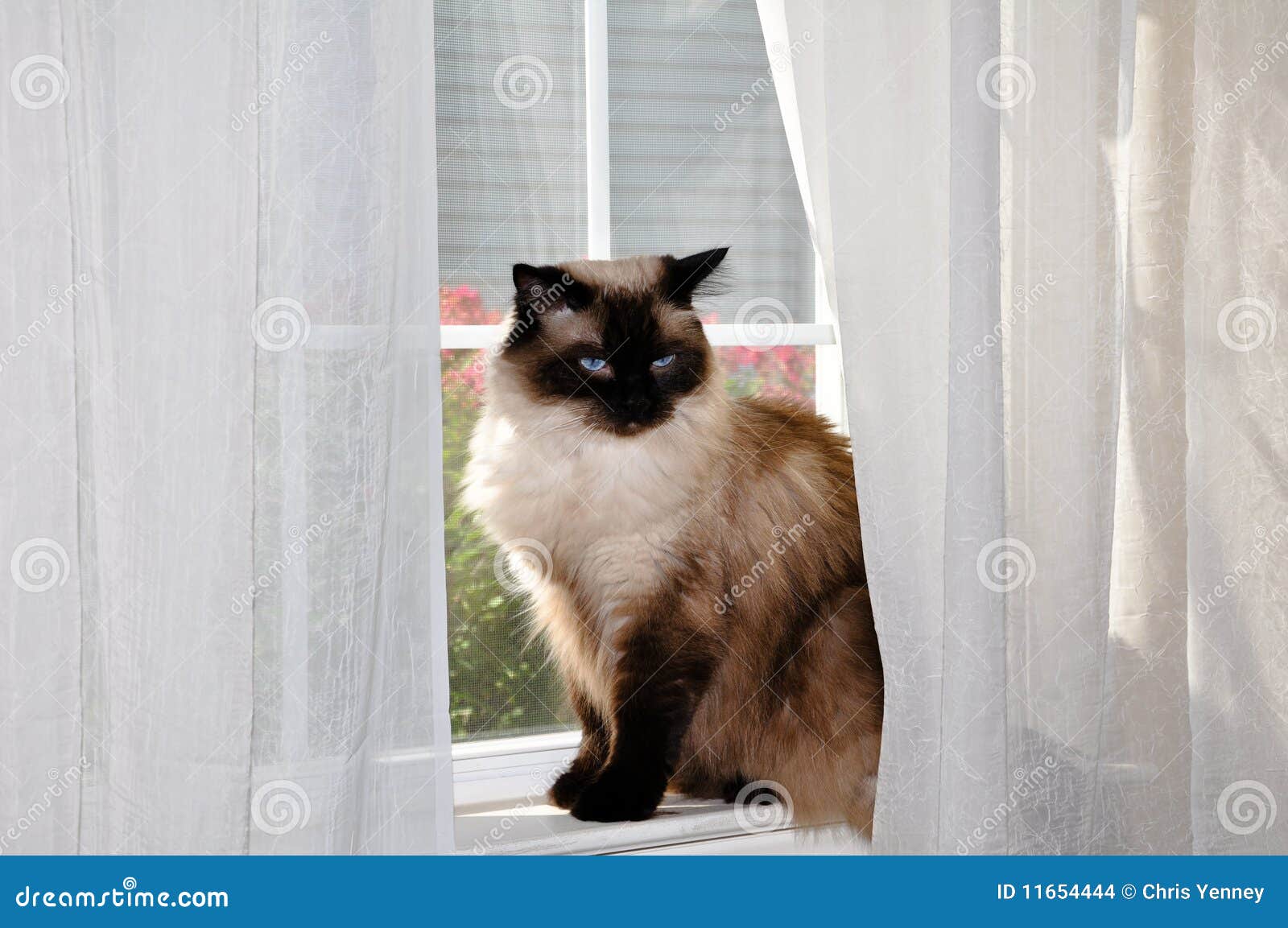 Ragdoll Cat Sitting in Window. Stock Photo - Image of ragdoll, furry ...