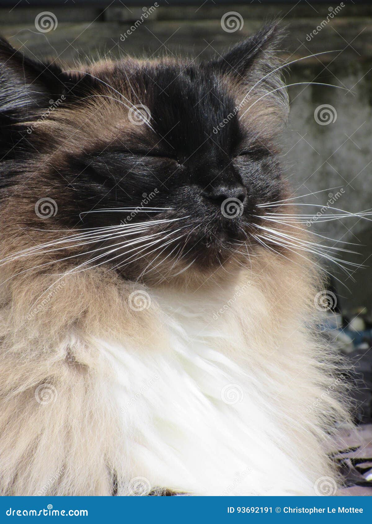 Ragdoll cat stock image. Image of pedigree, maine, rays - 93692191