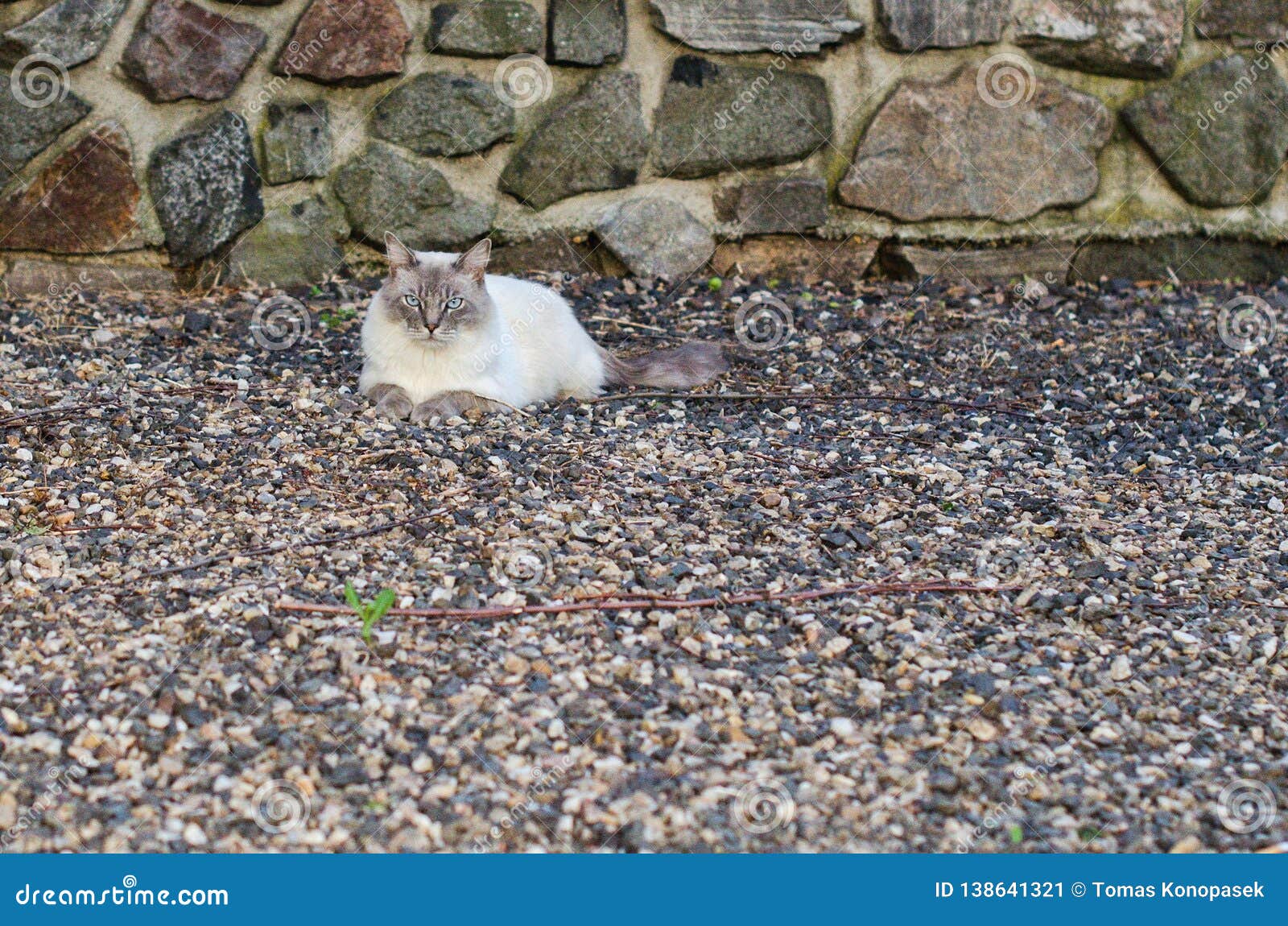Ragdoll cat standing. stock image. Image of ragdoll - 138641321