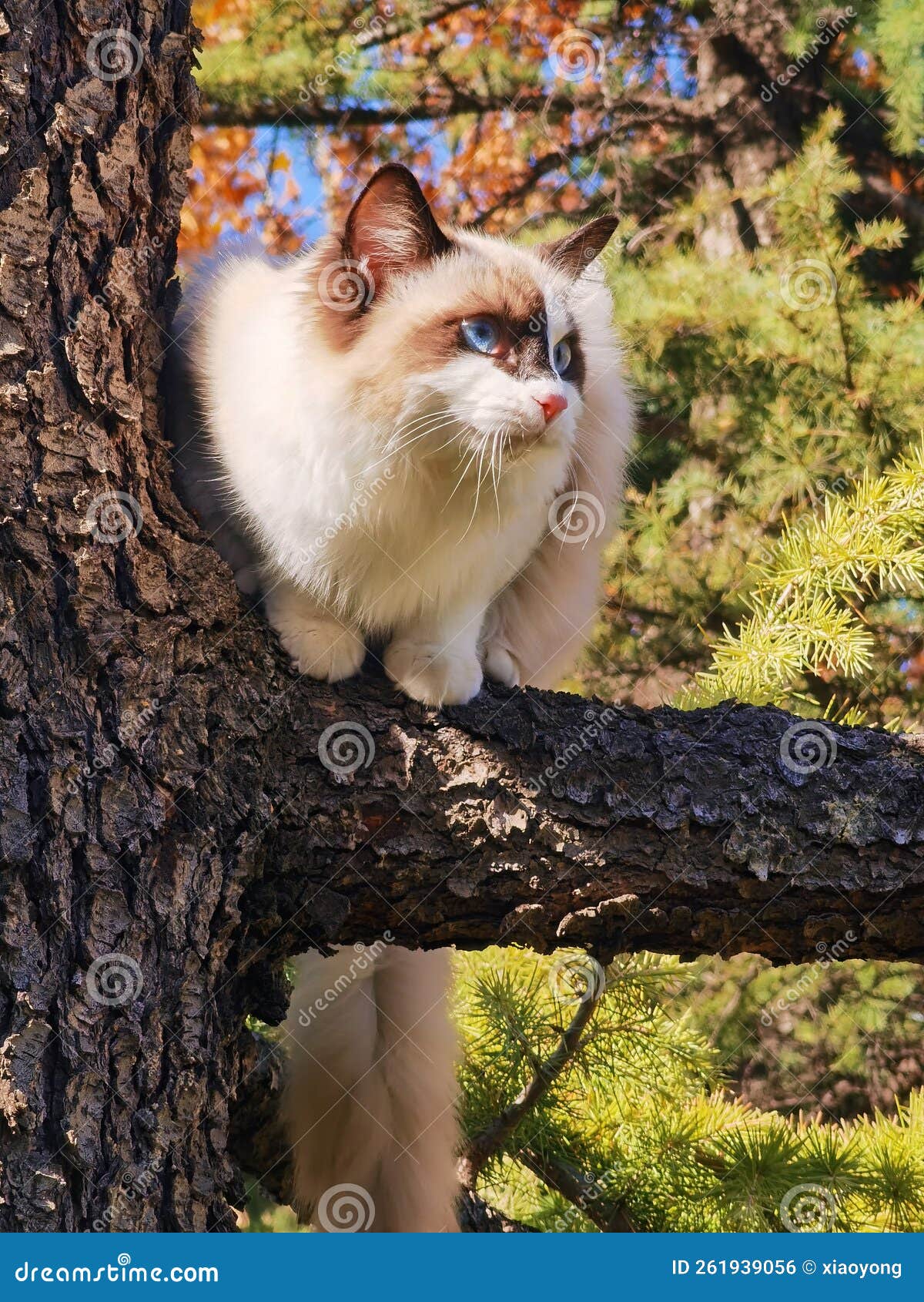 Ragdoll Cat Sitting In Window. Stock Photography | CartoonDealer.com ...