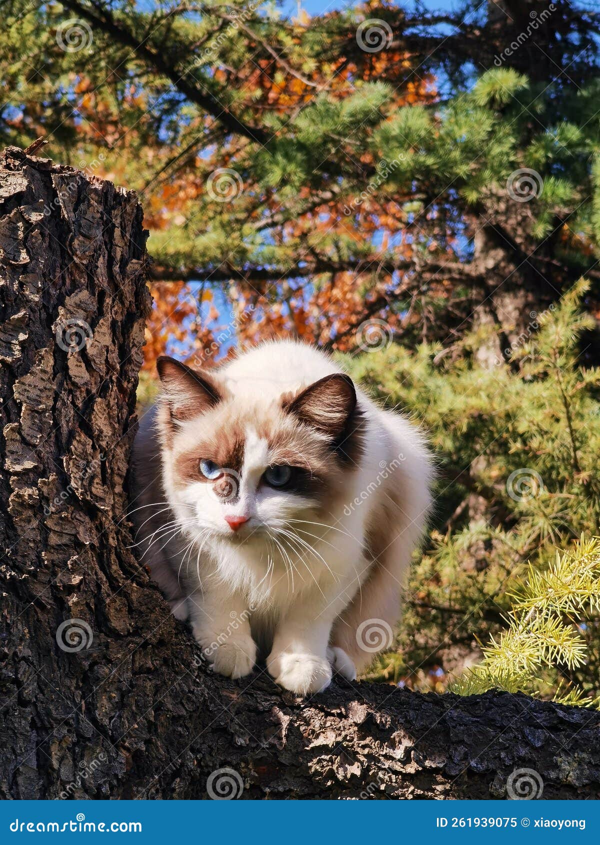 Ragdoll cat on tree stock image. Image of sitting, staring - 261939075