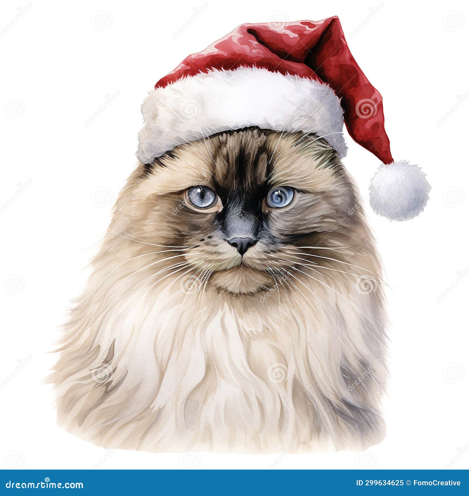 Ragdoll Cat Wearing a Santa Hat Stock Image - Illustration of ragdoll ...