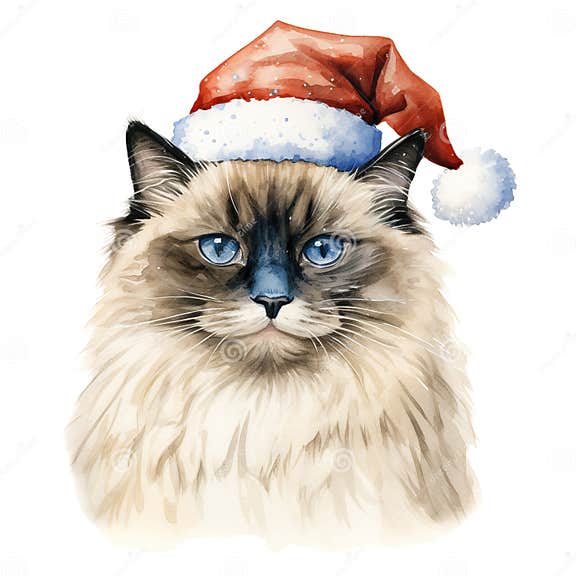 Ragdoll Cat Wearing a Santa Hat Stock Illustration - Illustration of ...