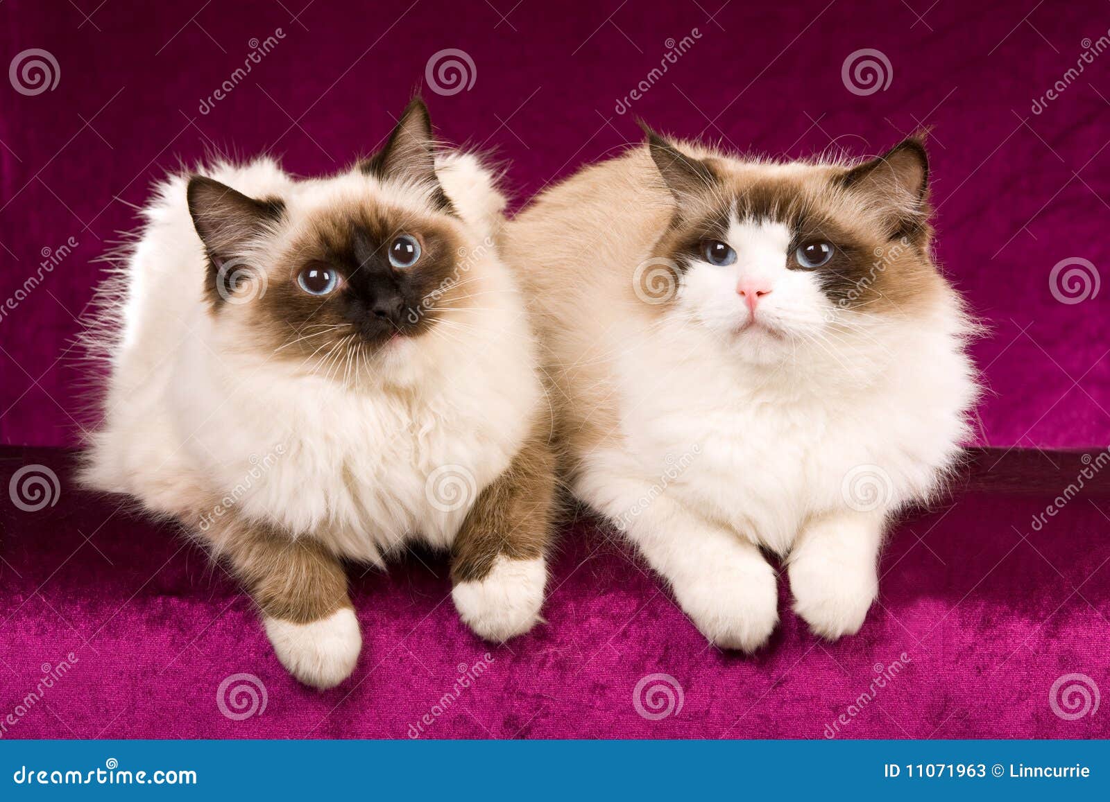 Birman Ragdoll Mix