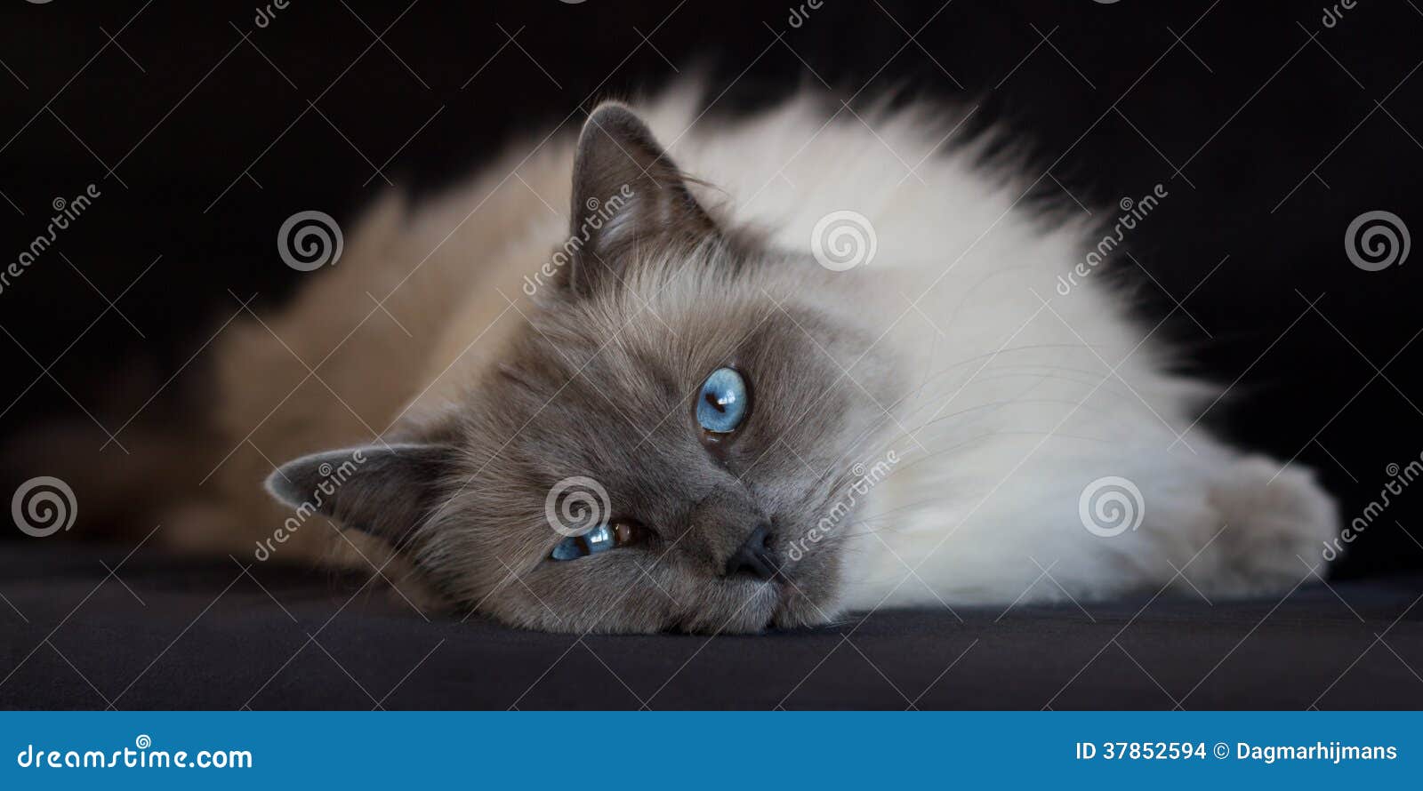 Ragdoll Del Punto Azul En Negro Foto de archivo - Imagen de animal ...