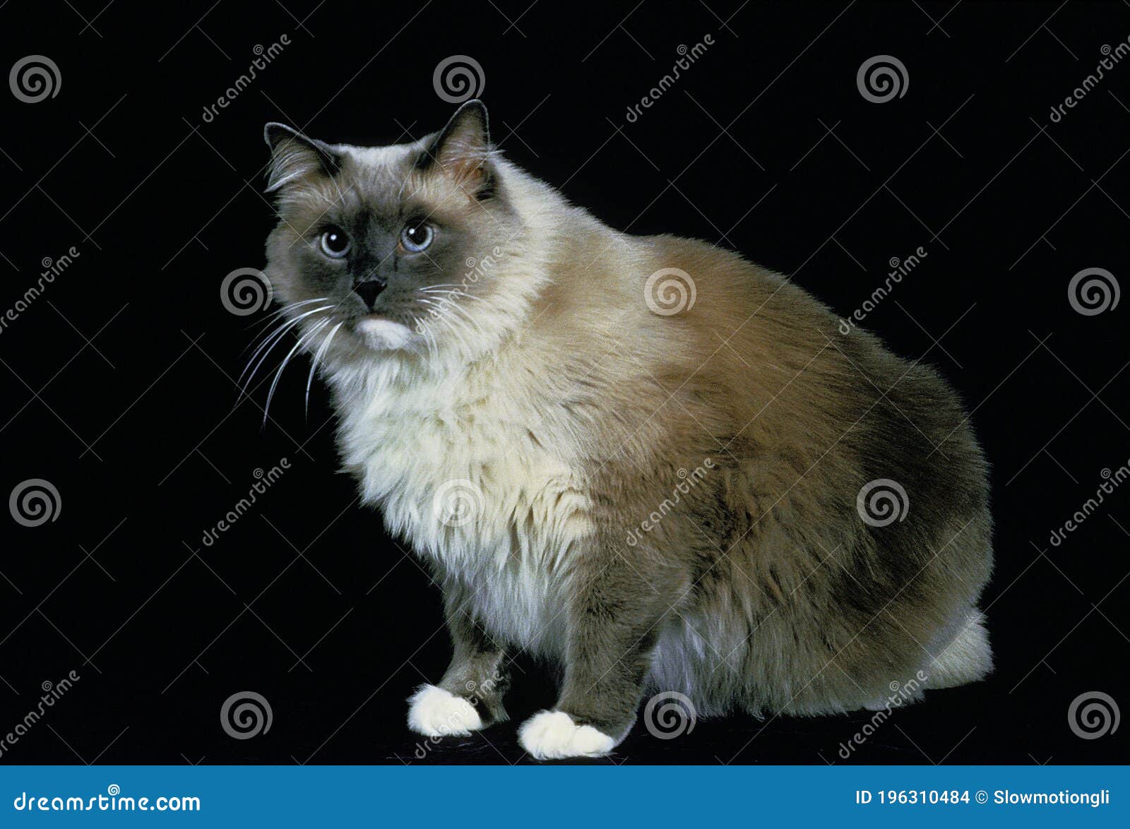 Ragdoll Domestic Cat Sitting Against Black Background Stock Photo ...