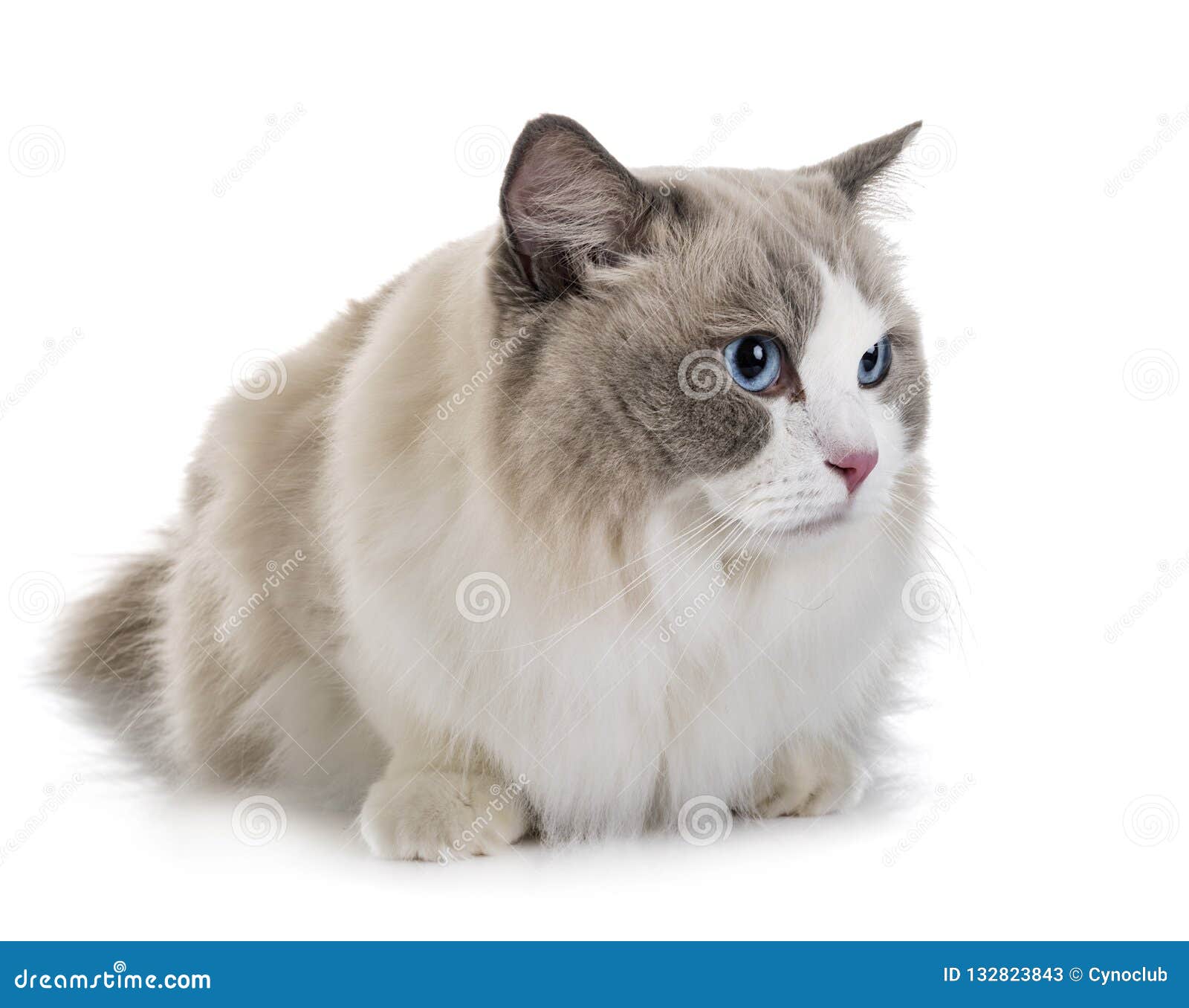 Ragdoll katt i studio fotografering för bildbyråer. Bild av kattunge ...