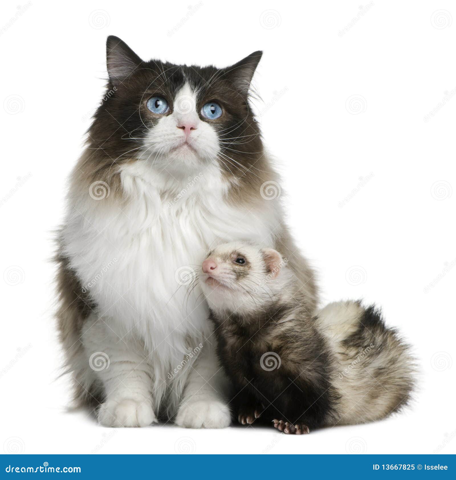 Ragdoll Katze Und Ein Frettchen Stockbild - Bild von freundschaft ...