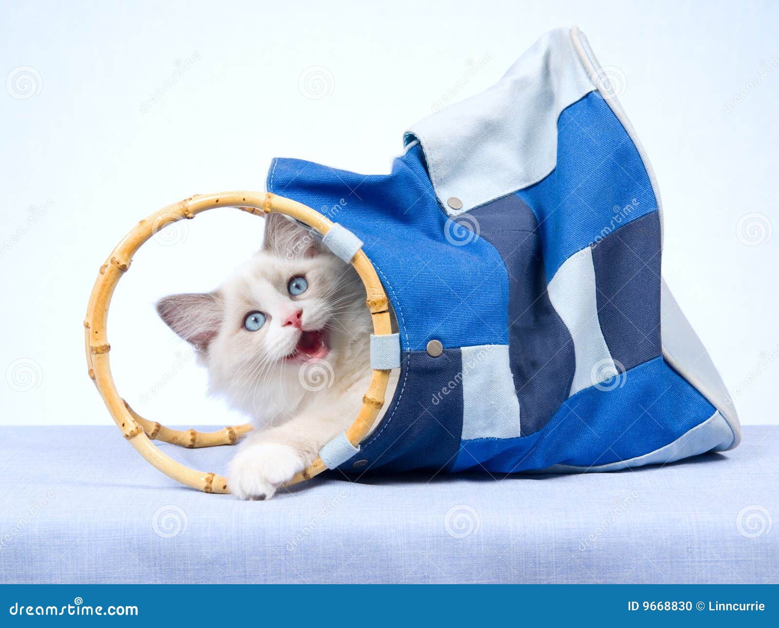 Ragdoll Kitten Inside Blue Bag Stock Photo - Image of peeping, dolls ...