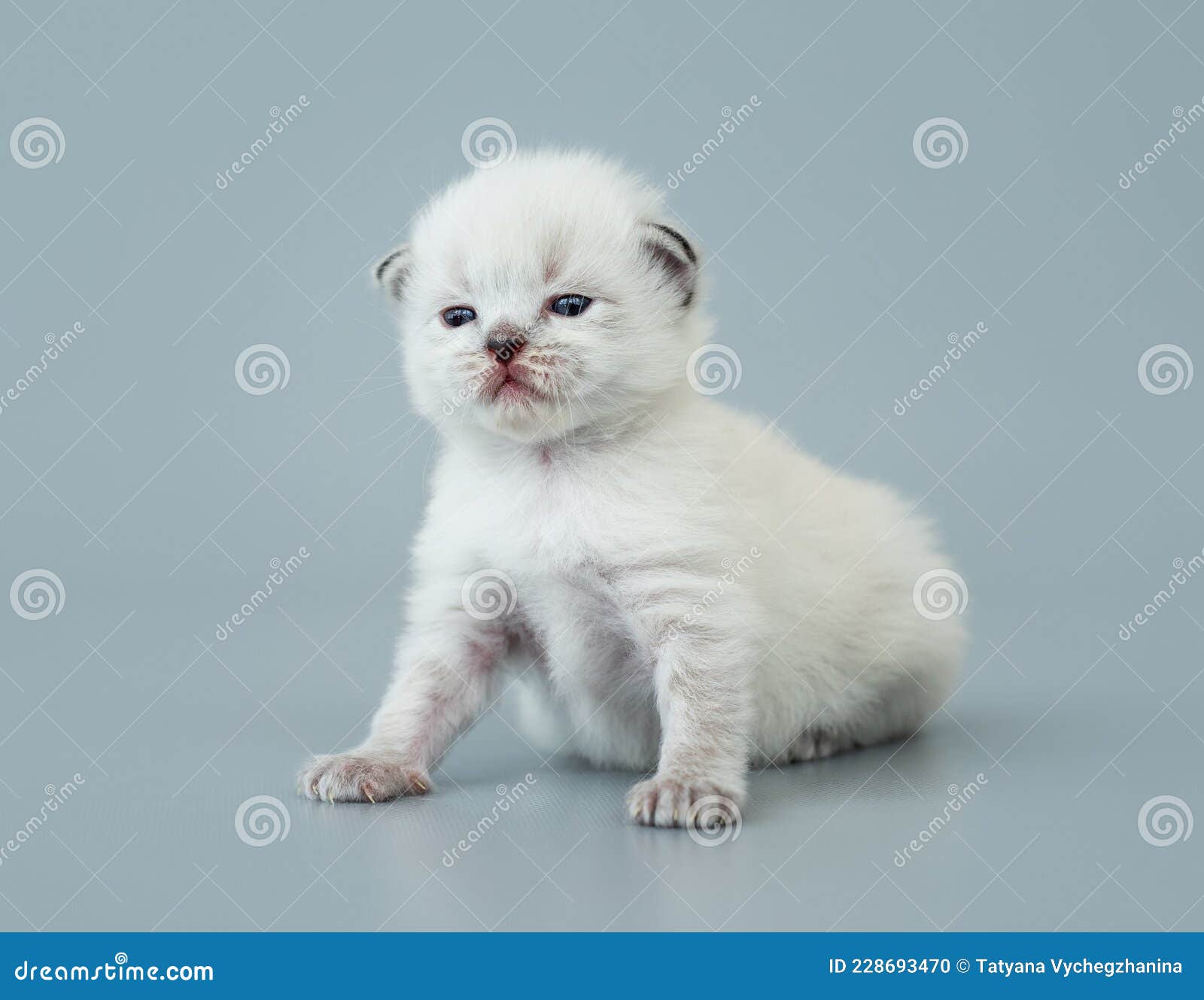Ragdoll Kitten Isolated on Light Blue Background Stock Photo - Image of ...