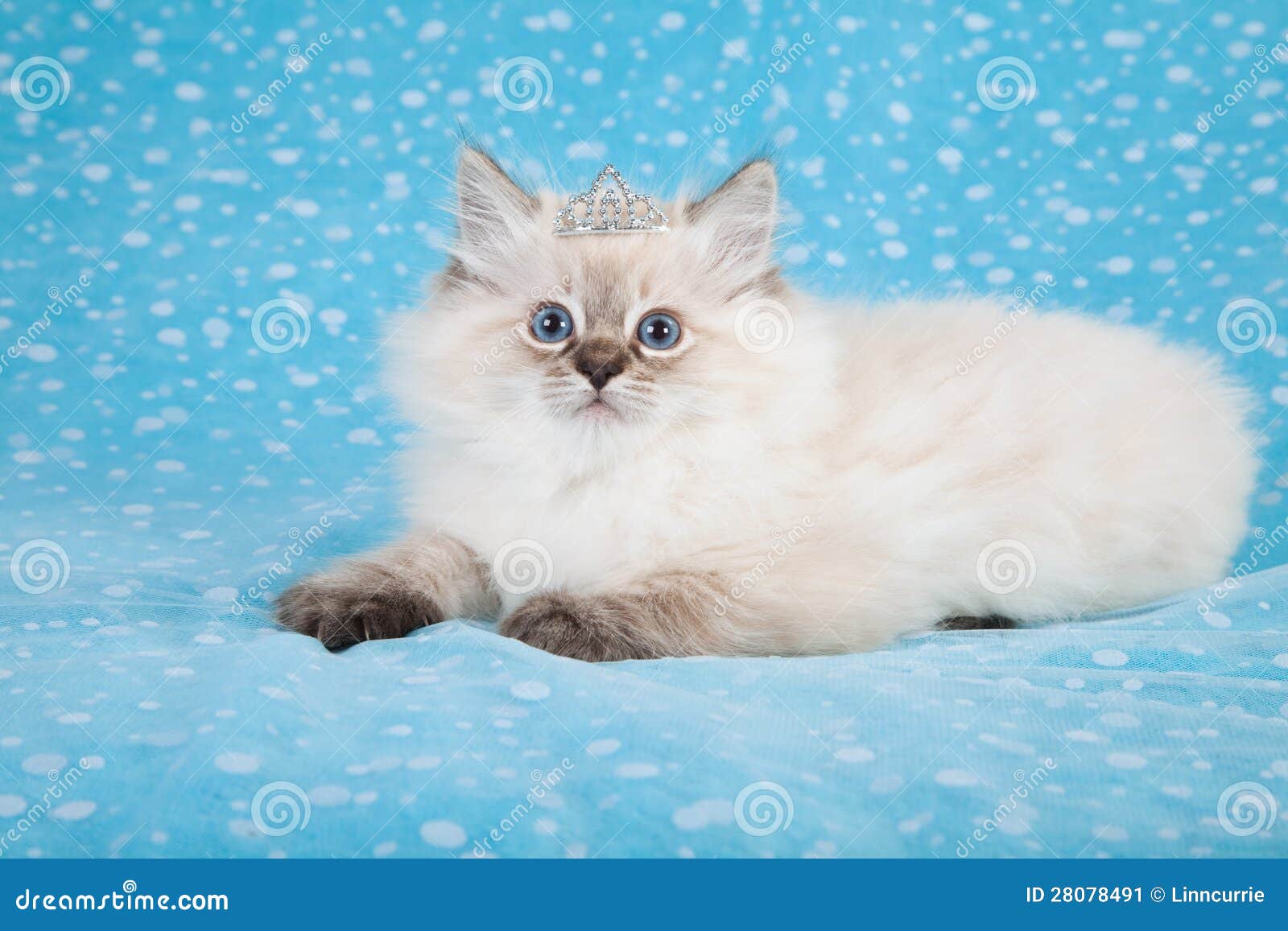 Grey Ragdoll Kitten