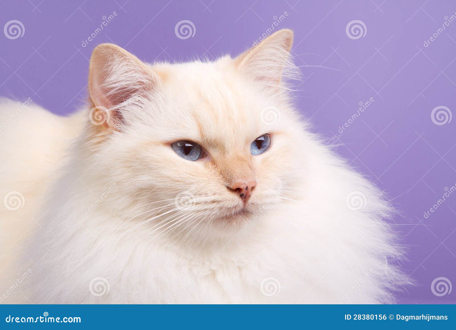 Ragdoll On Purple Background Stock Photo | CartoonDealer.com #28380156
