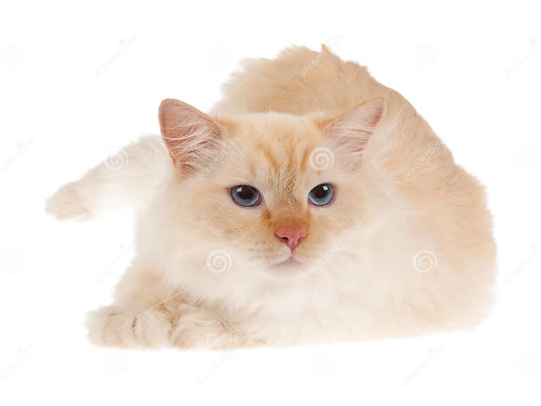 Ragdoll Red Point Cat Isolated Stock Image - Image of kittens, pets ...