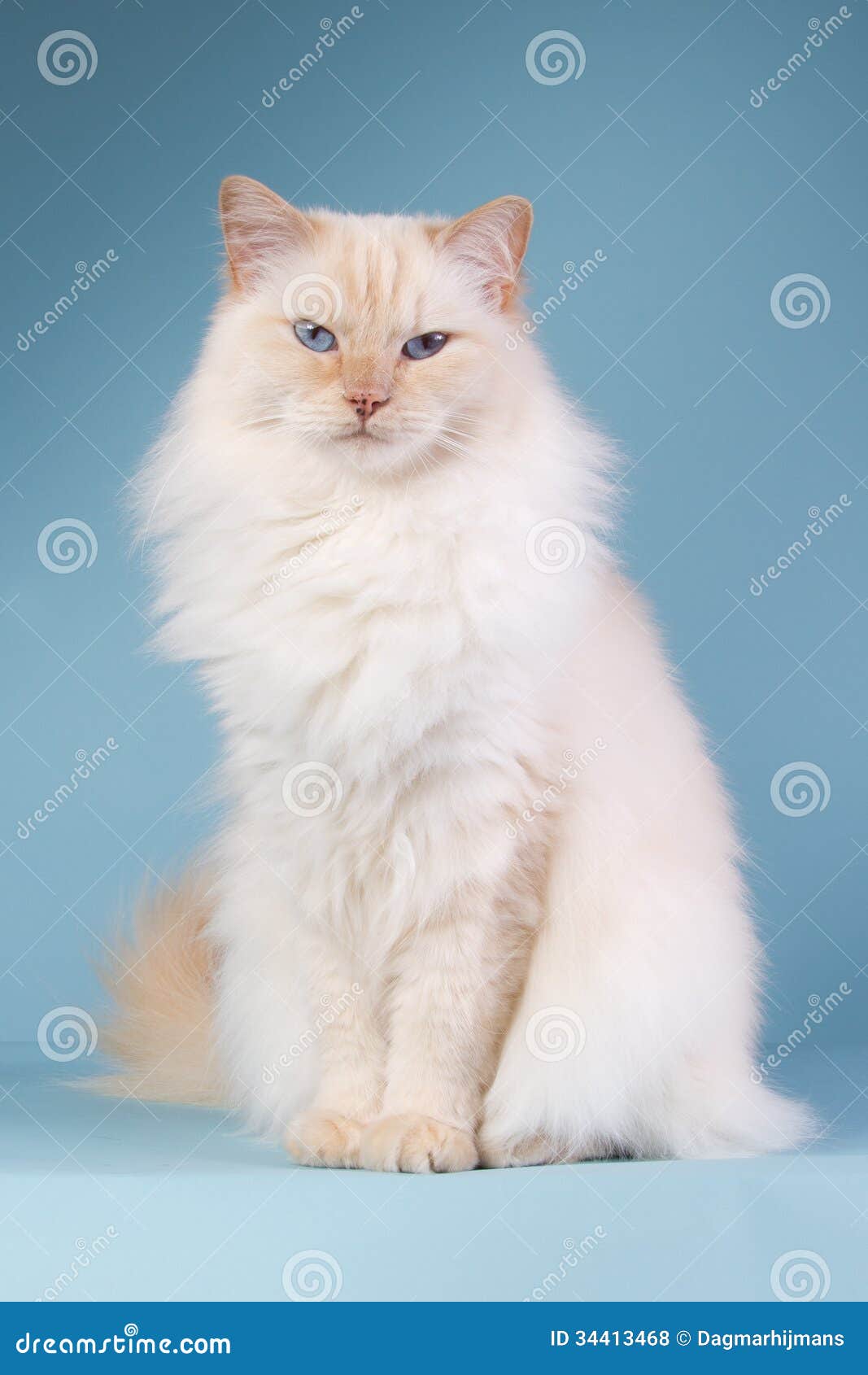 Cream Ragdoll
