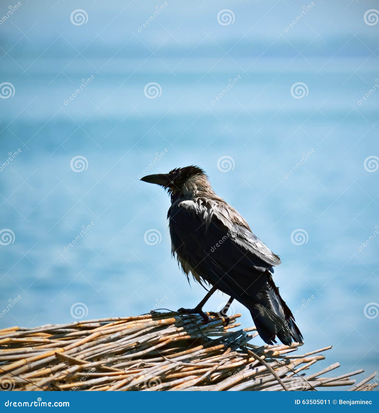 Ragged black crow stock image. Image of beak, animal - 63505011