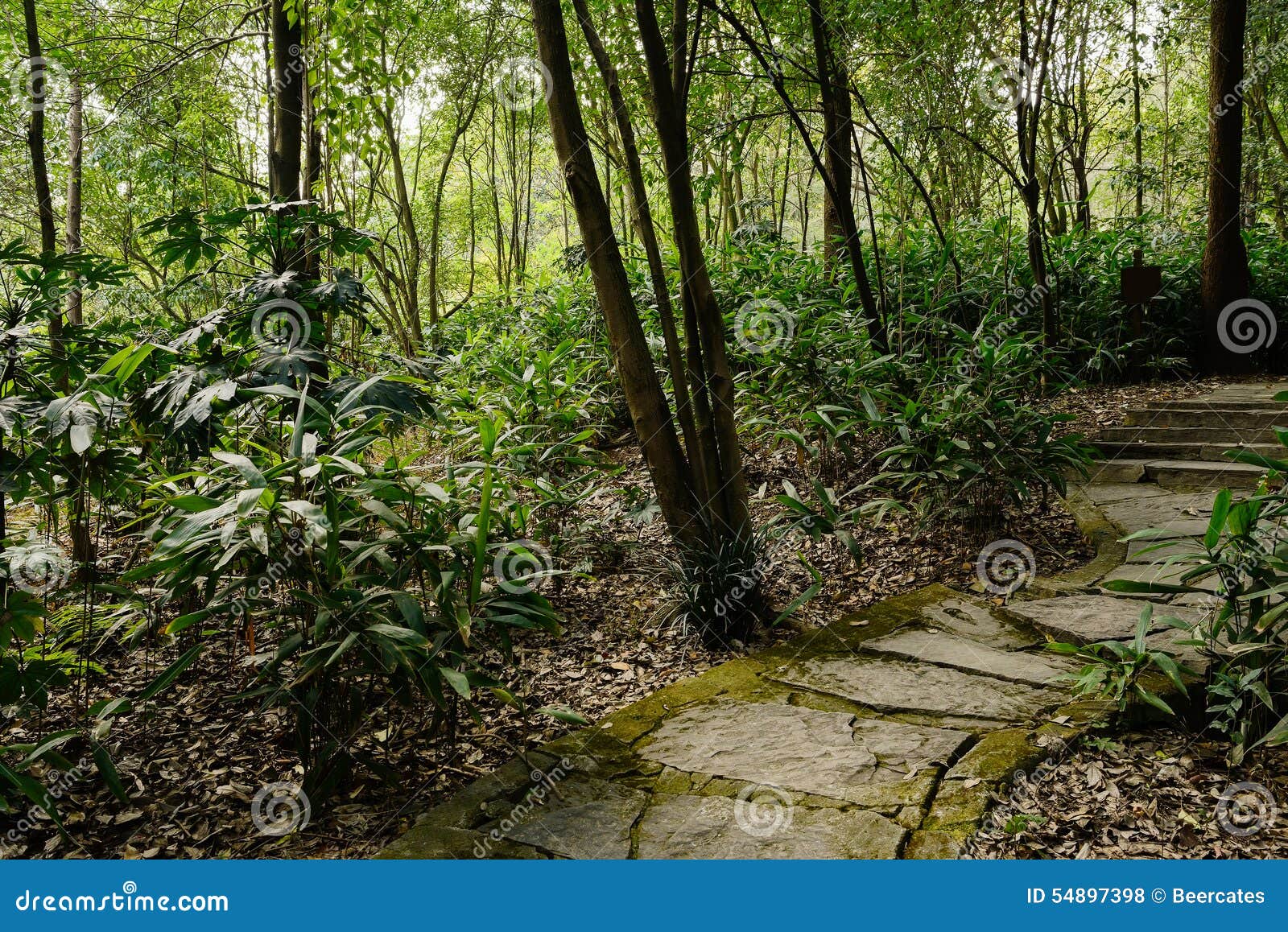 Ragged Flagstone Pavement in Shady Woods of Spring Stock Photo - Image ...