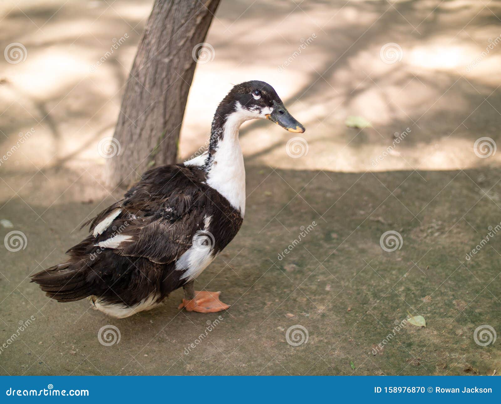 A Ragged Black and White Duck Stock Photo - Image of summer, ragged ...