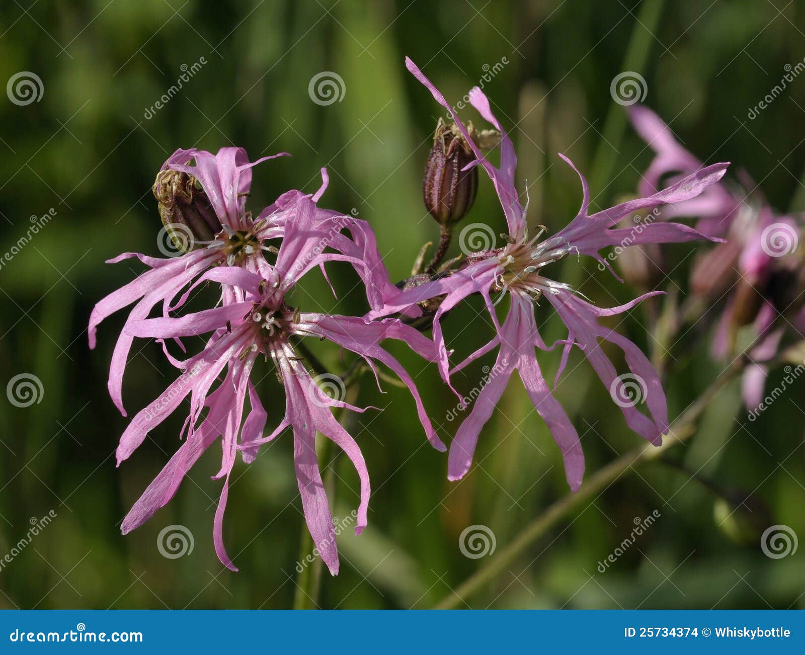 Ragged Robin stock photo. Image of flora, robin, cuculi - 25734374