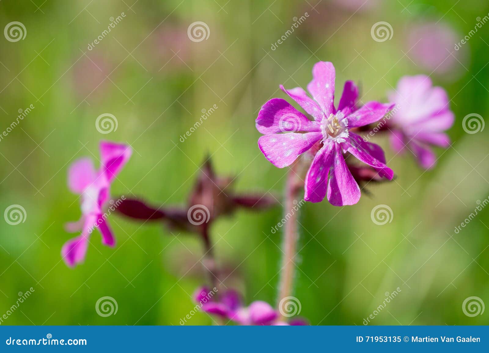 Ragged robin. stock image. Image of insomnia, botany - 71953135