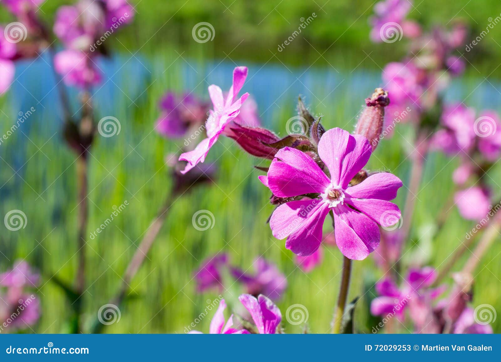 Ragged robin. stock image. Image of inflorescence, detail - 72029253
