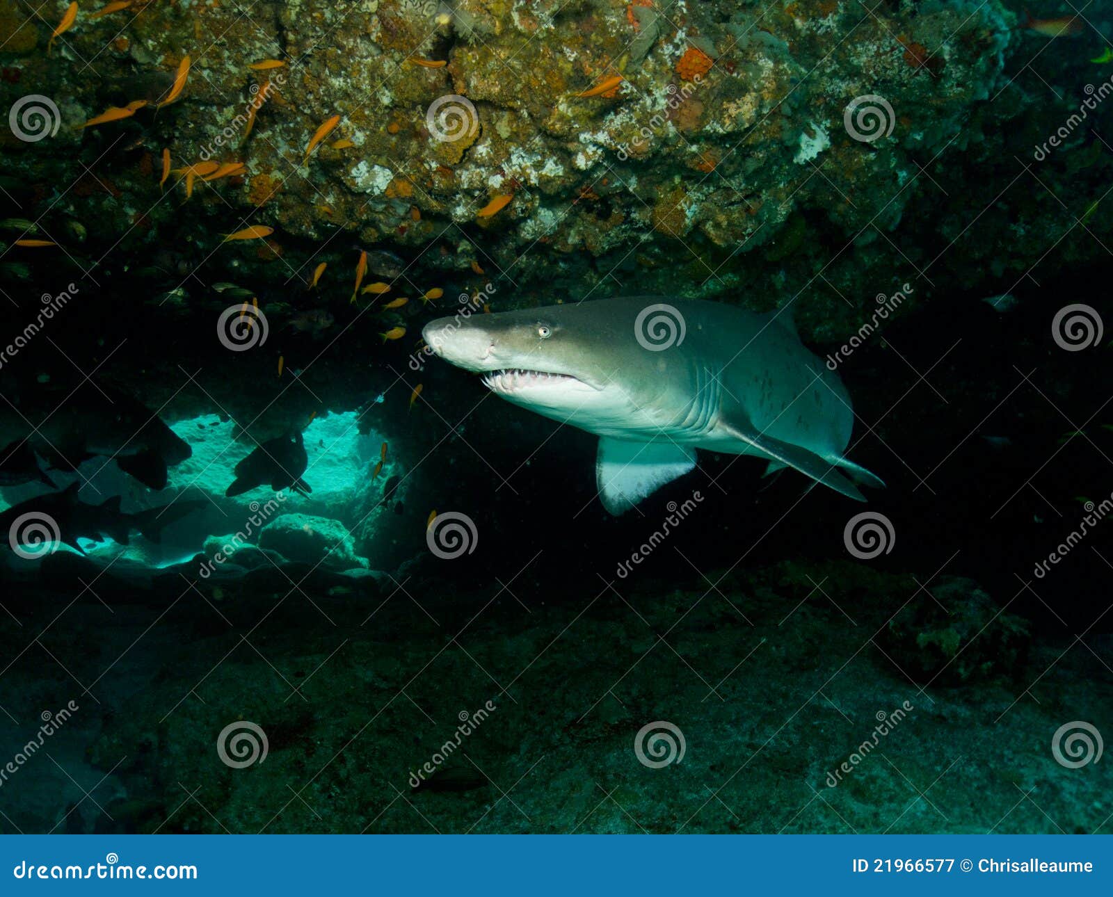 Ragged Tooth Shark stock image. Image of aquatic, taurus - 21966577