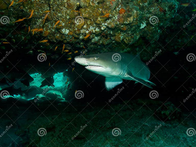Ragged Tooth Shark stock image. Image of aquatic, taurus - 21966577