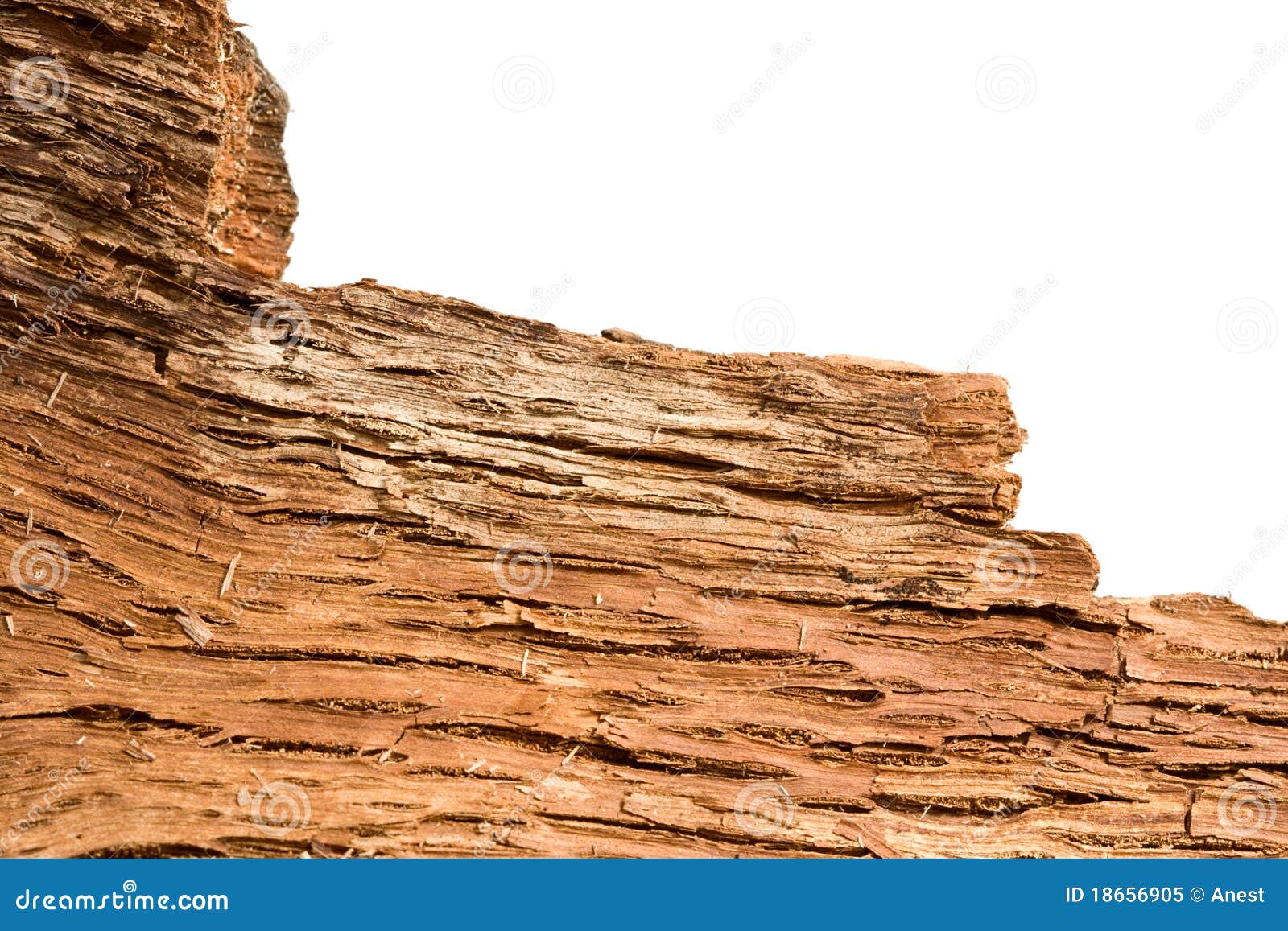 Ragged Tree Bark Inner Side Stock Image - Image of surface, timber ...