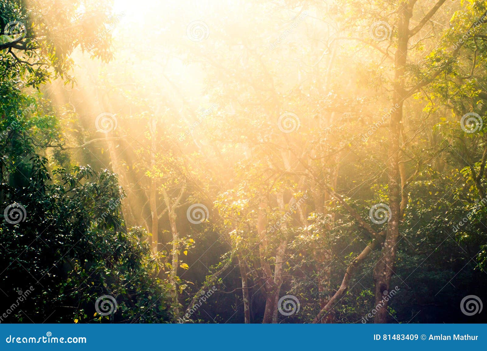 Raggi Di Luce Solare Con Gli Alberi Immagine Stock - Immagine di ...