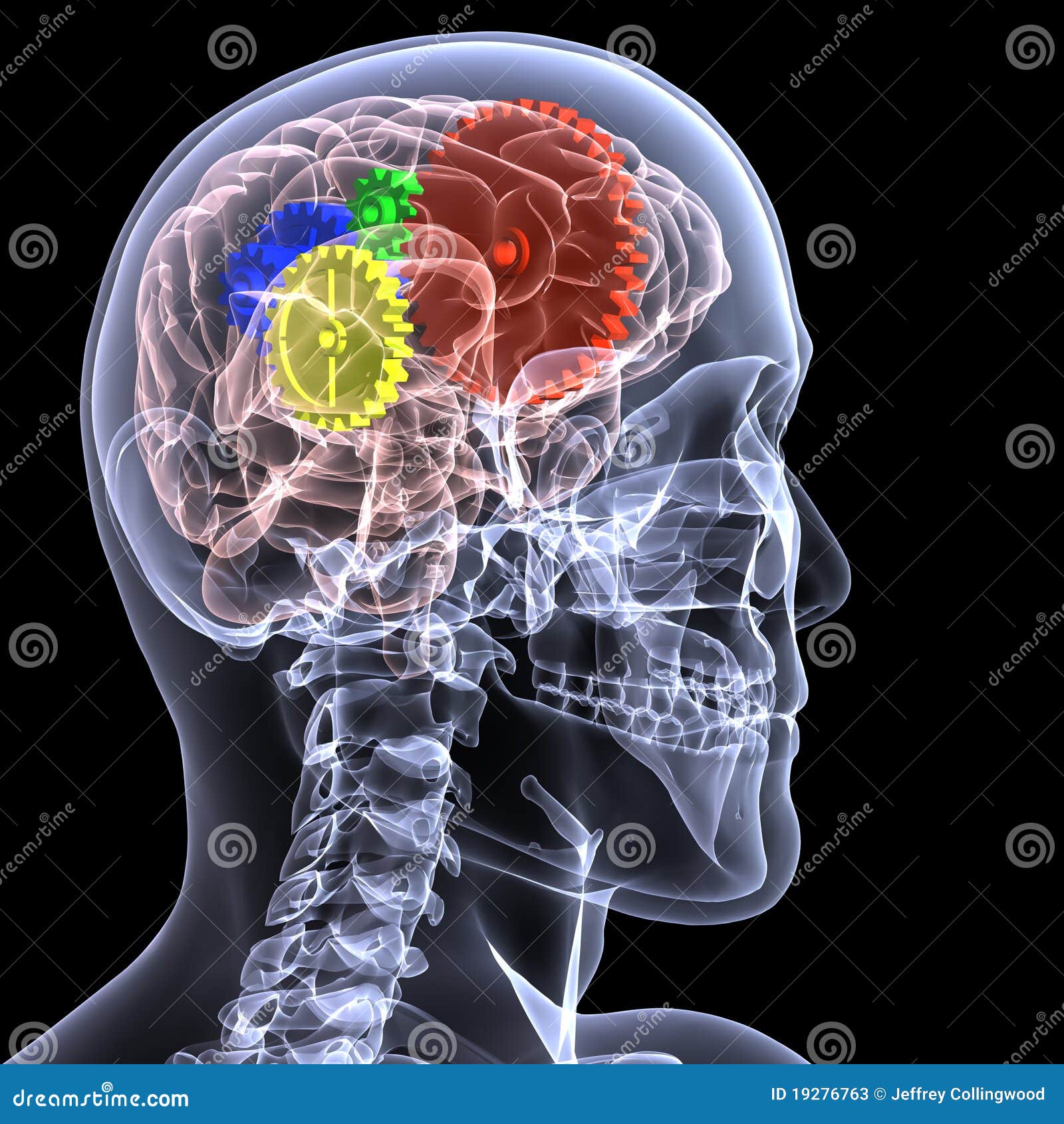 Raggi X Di Scheletro - Testa Dell'attrezzo Illustrazione di Stock ...