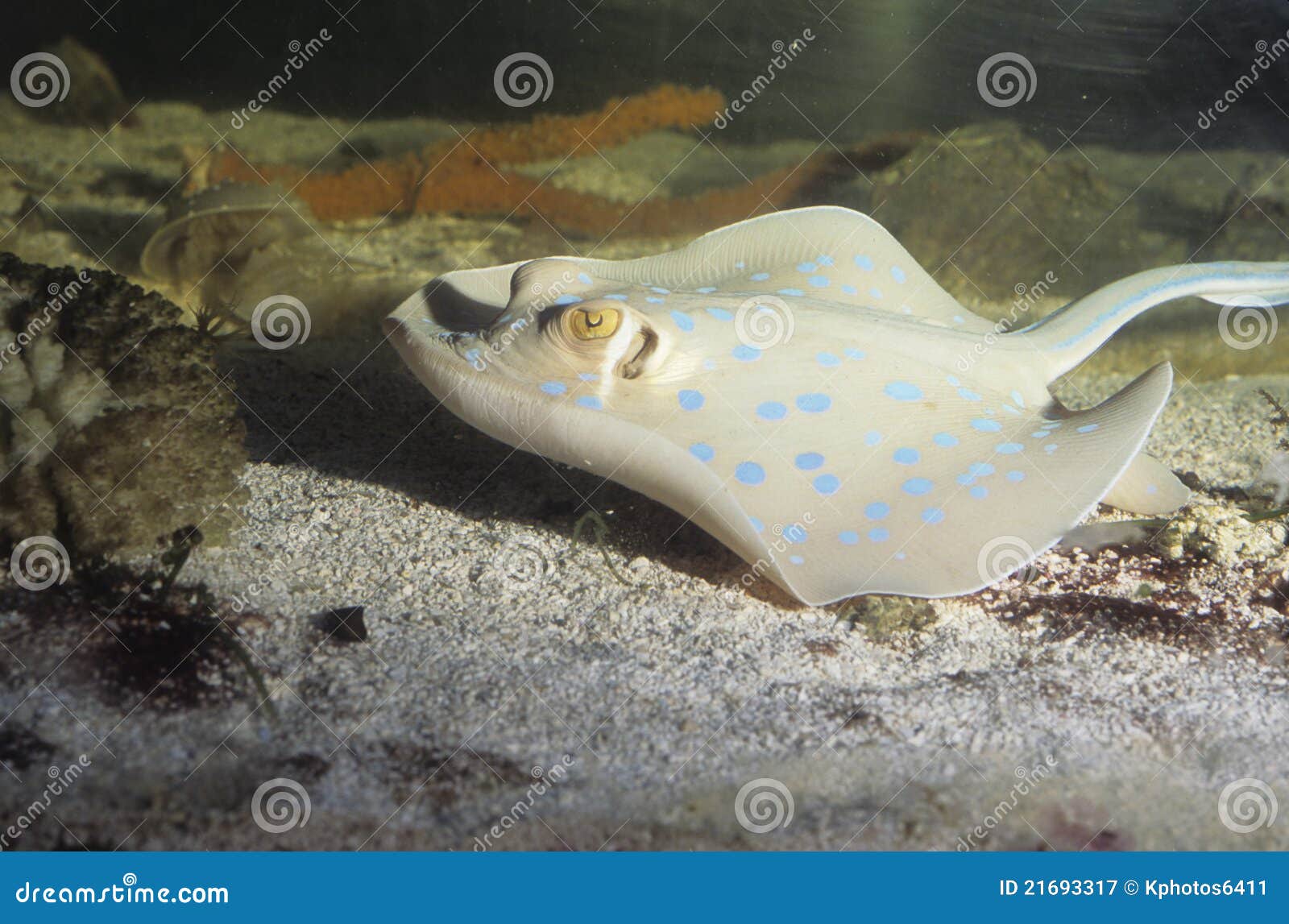 Raggio Di Manta Blu Del Punto Immagine Stock - Immagine di acqua, manta ...
