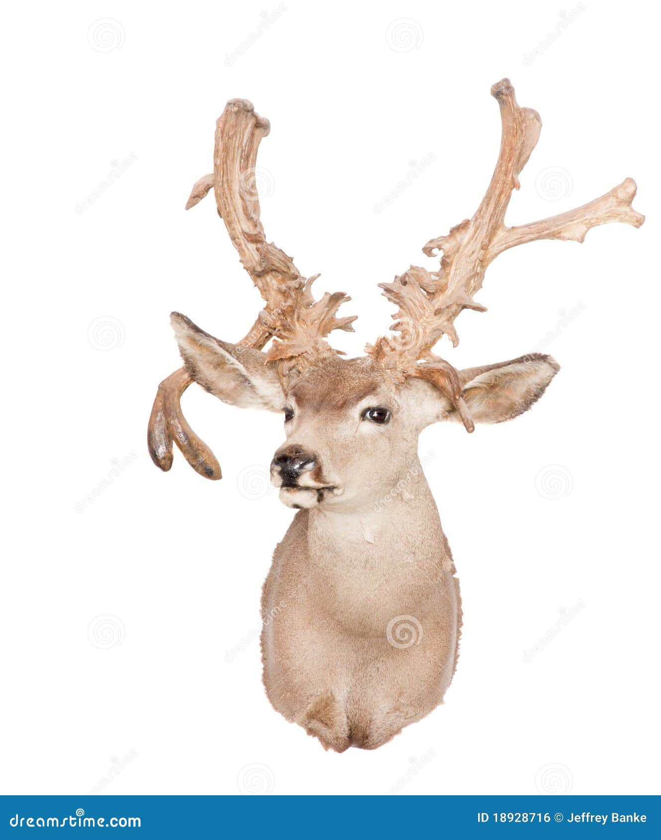 Raghorn deer stock photo. Image of cervidae, typical - 18928716