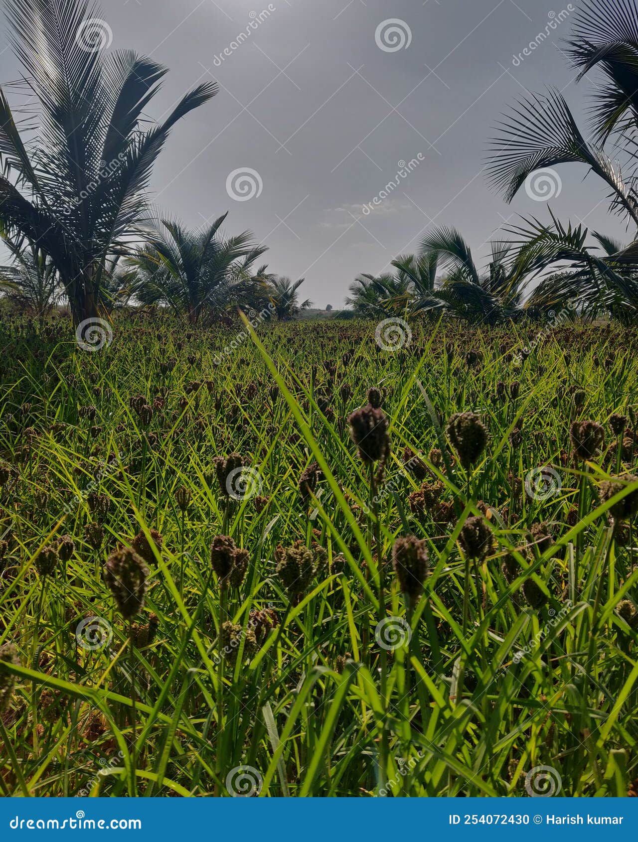 Ragi field india stock photo. Image of green, soil, plant - 254072430