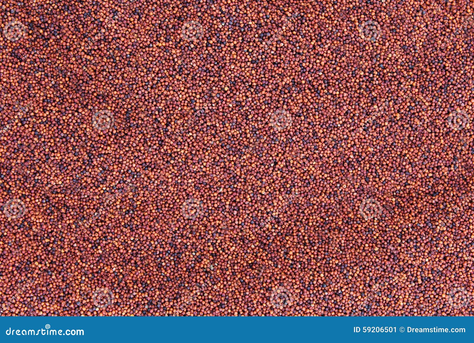 Ragi grains stock image. Image of harvest, grains, healthy - 59206501
