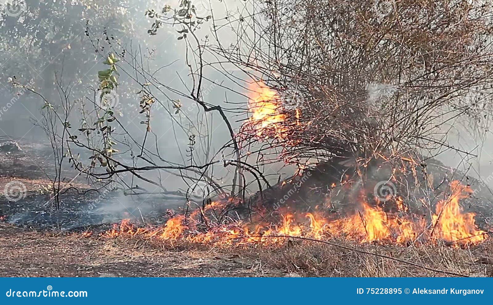 Raging Big Fire in the Forest Stock Video - Video of heat, disasters ...