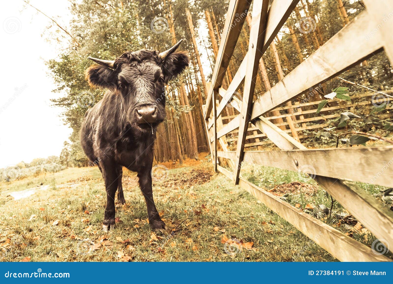 Raging bull stock image. Image of fall, fear, mammals - 27384191