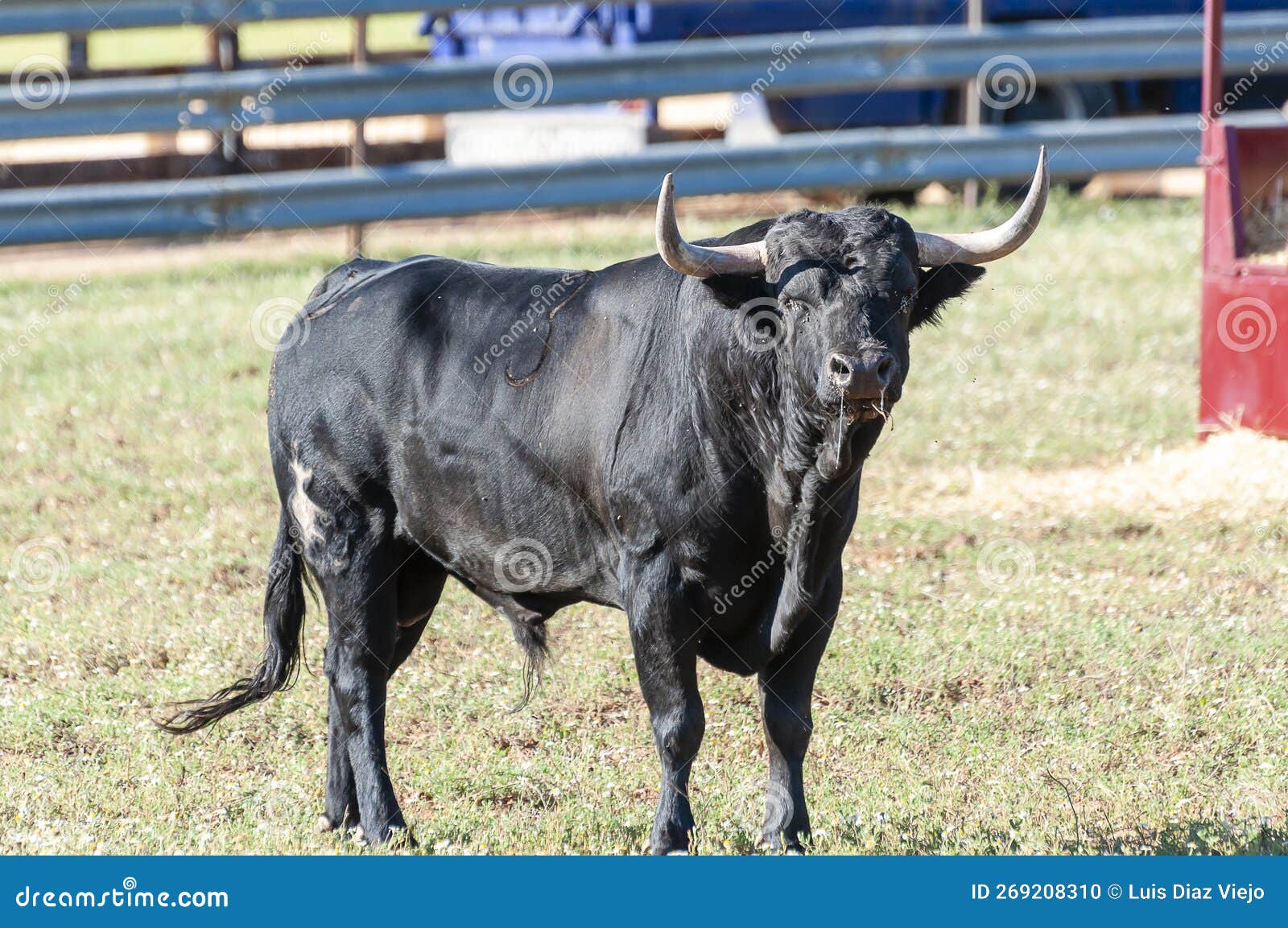 Raging Bull in the Countryside Stock Photo - Image of grass, nature ...