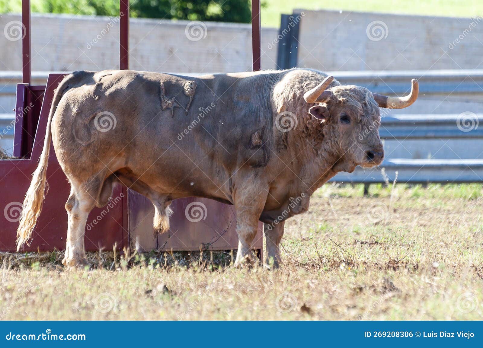 Raging Bull Jabonero at the Trough Stock Photo - Image of grass, spain ...