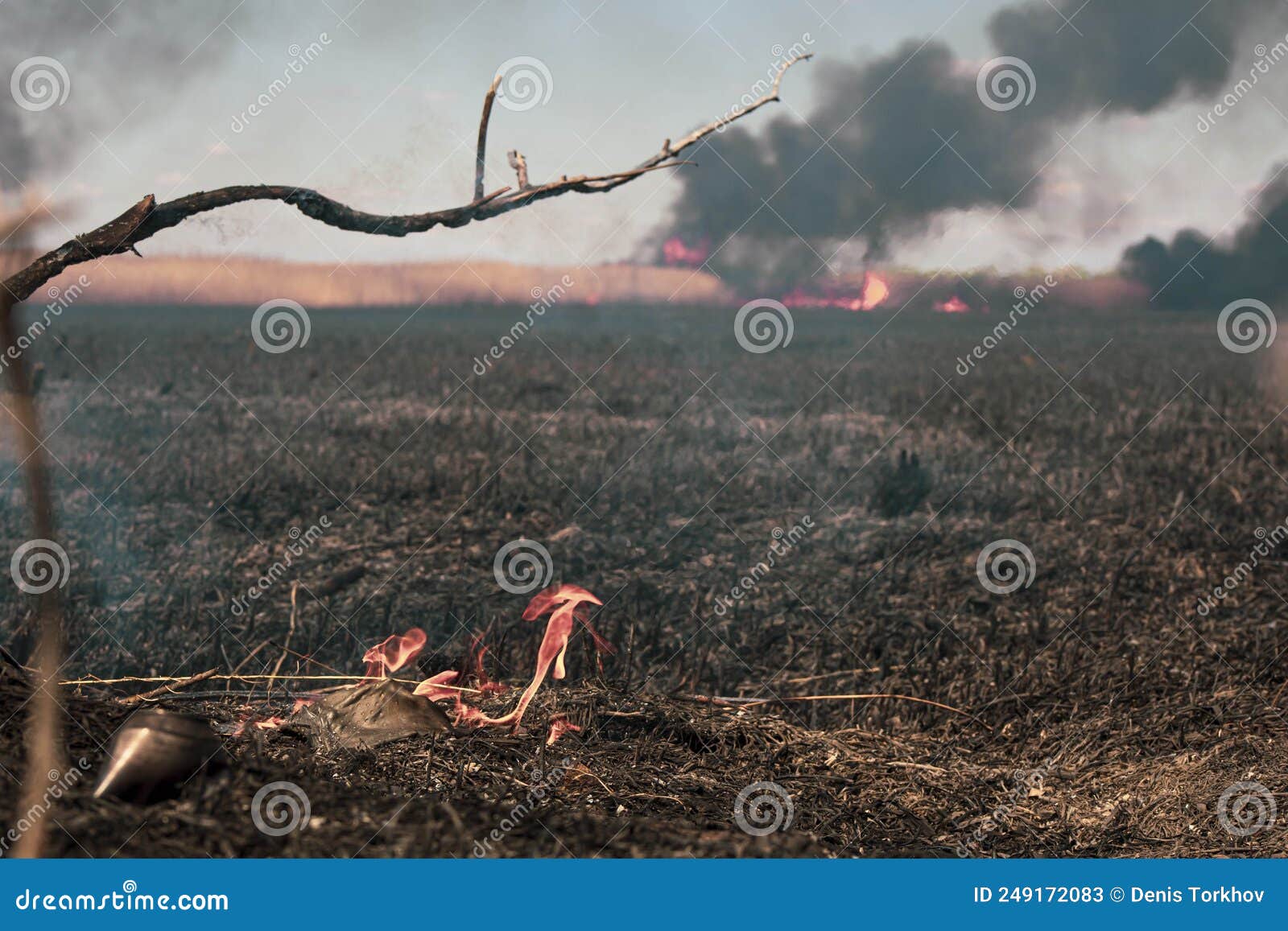 A Raging Fire in the Garden, the Remains of Burnt Fruit Trees in the ...