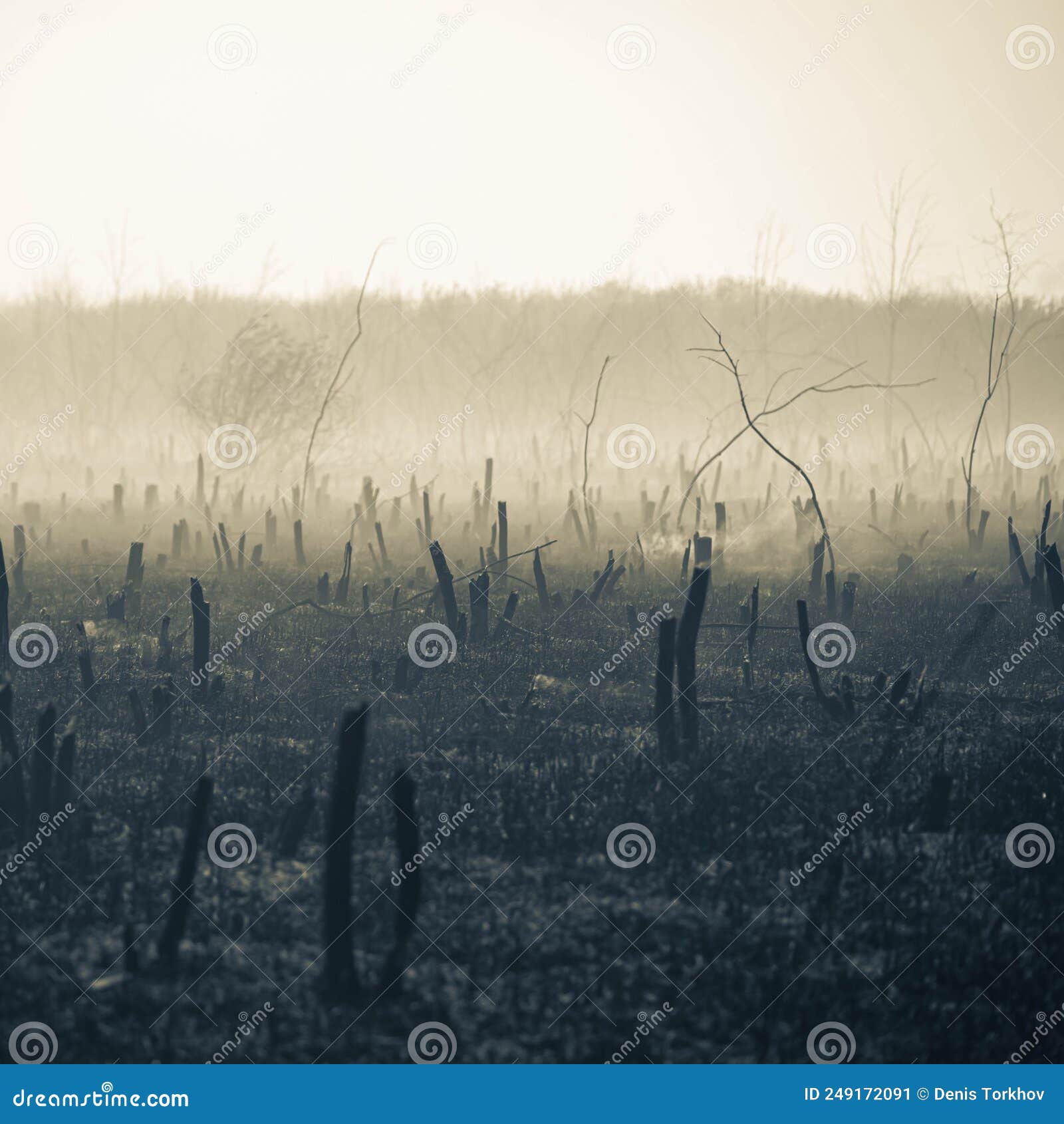 A Raging Fire in the Garden, the Remains of Burnt Fruit Trees in the ...