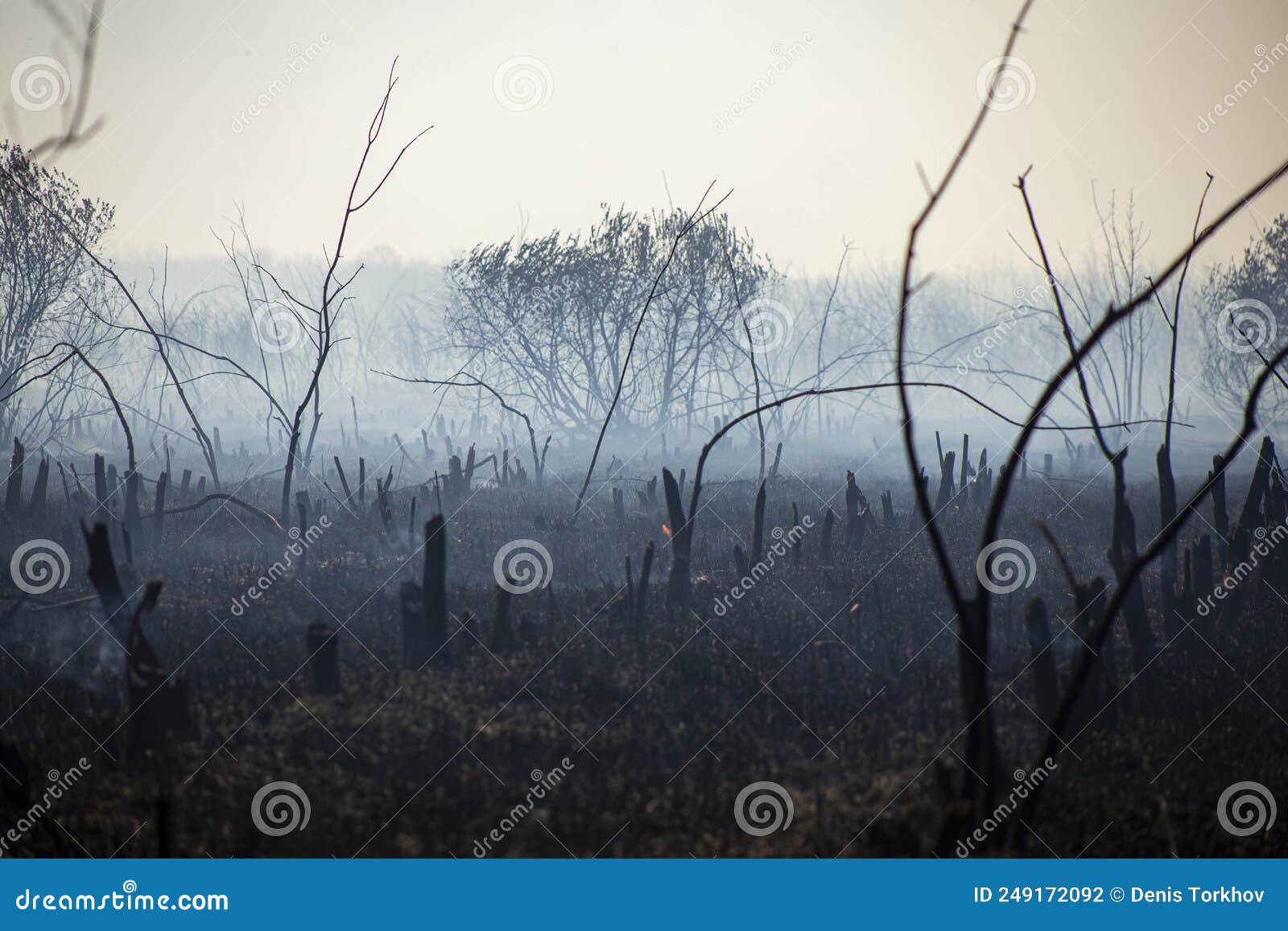 A Raging Fire in the Garden, the Remains of Burnt Fruit Trees in the ...