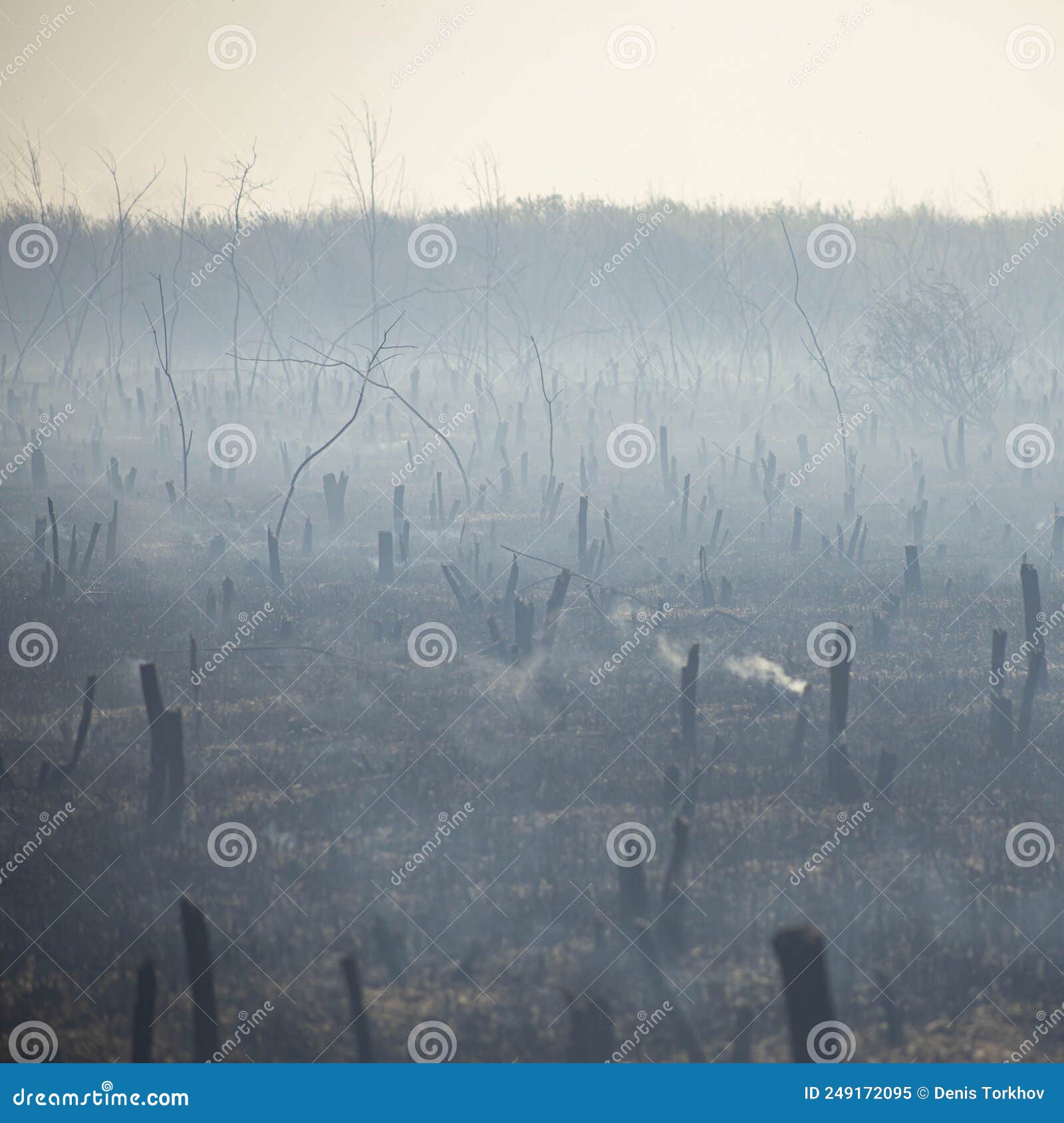 A Raging Fire in the Garden, the Remains of Burnt Fruit Trees in the ...