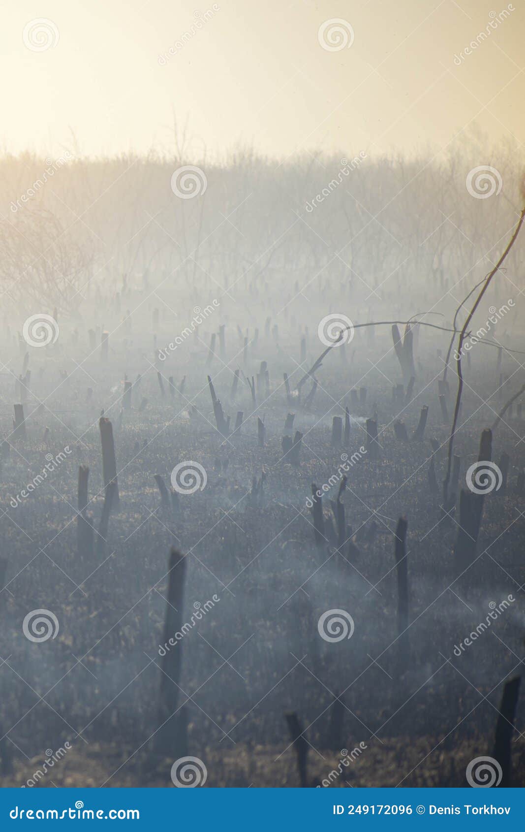 A Raging Fire in the Garden, the Remains of Burnt Fruit Trees in the ...