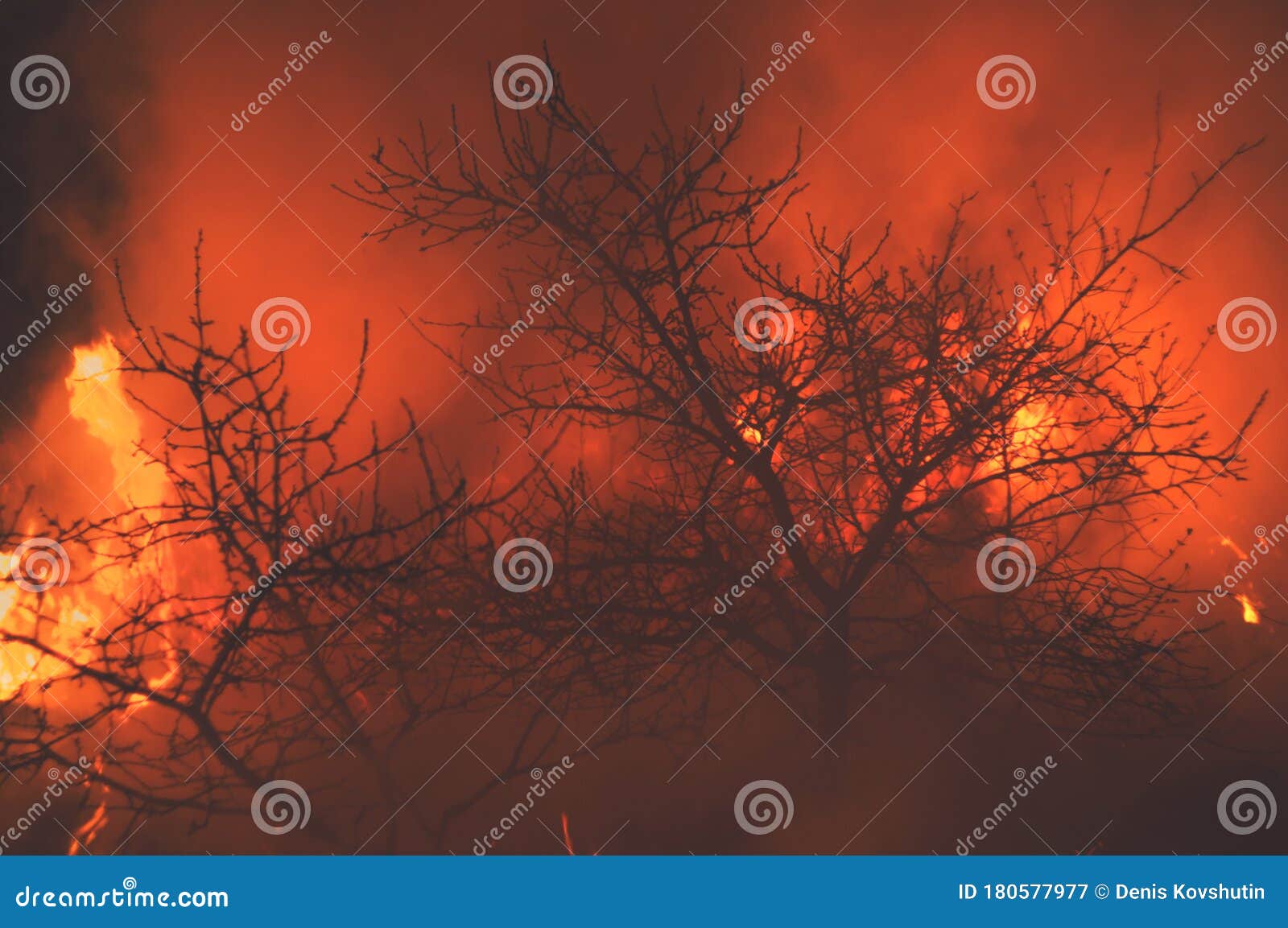 The Raging Flame of Fire Burn in the Fields, Forests and Black Thick ...