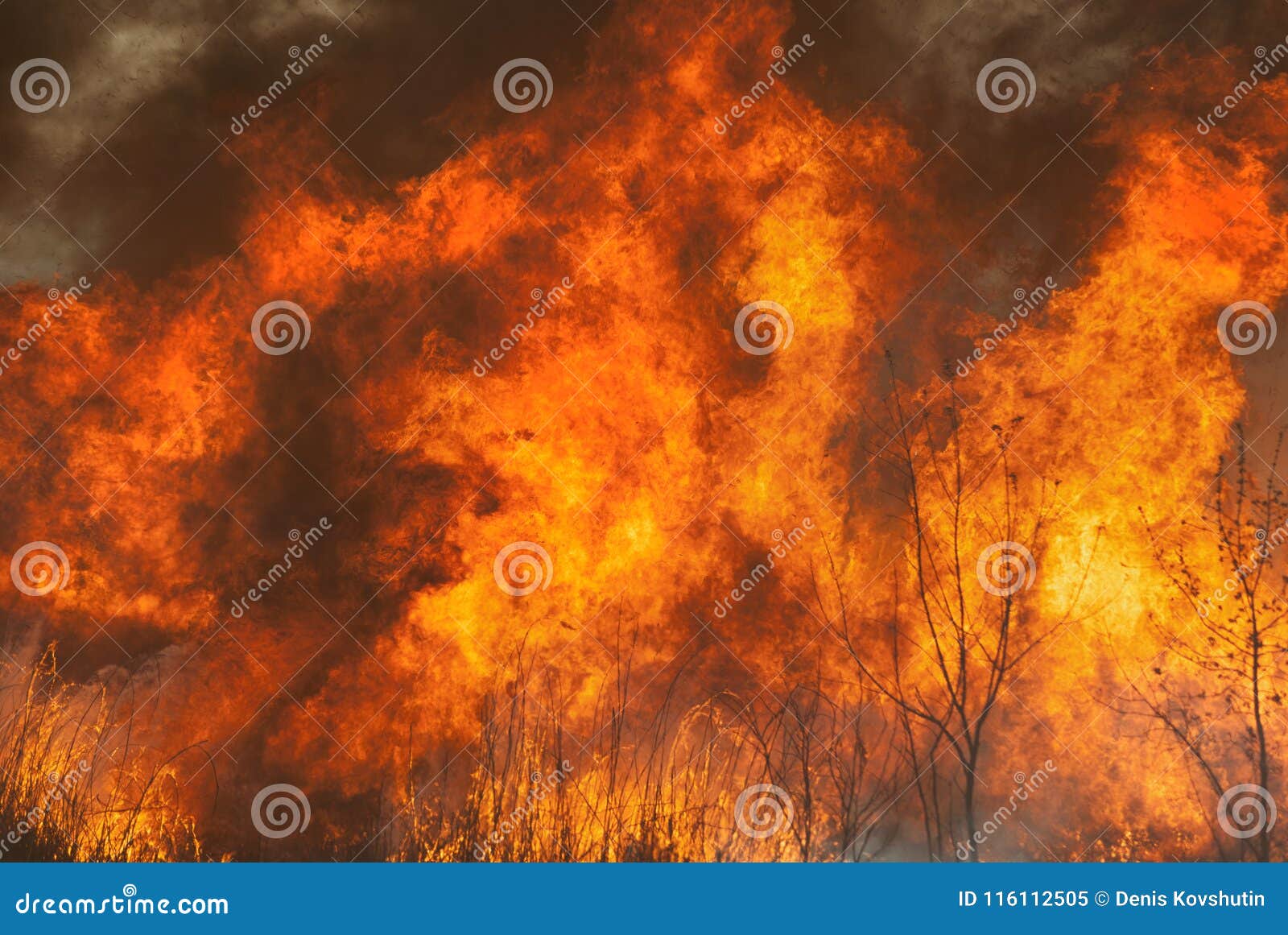 The Raging Flame of Fire Burn in the Fields, Forests and Black Thick ...