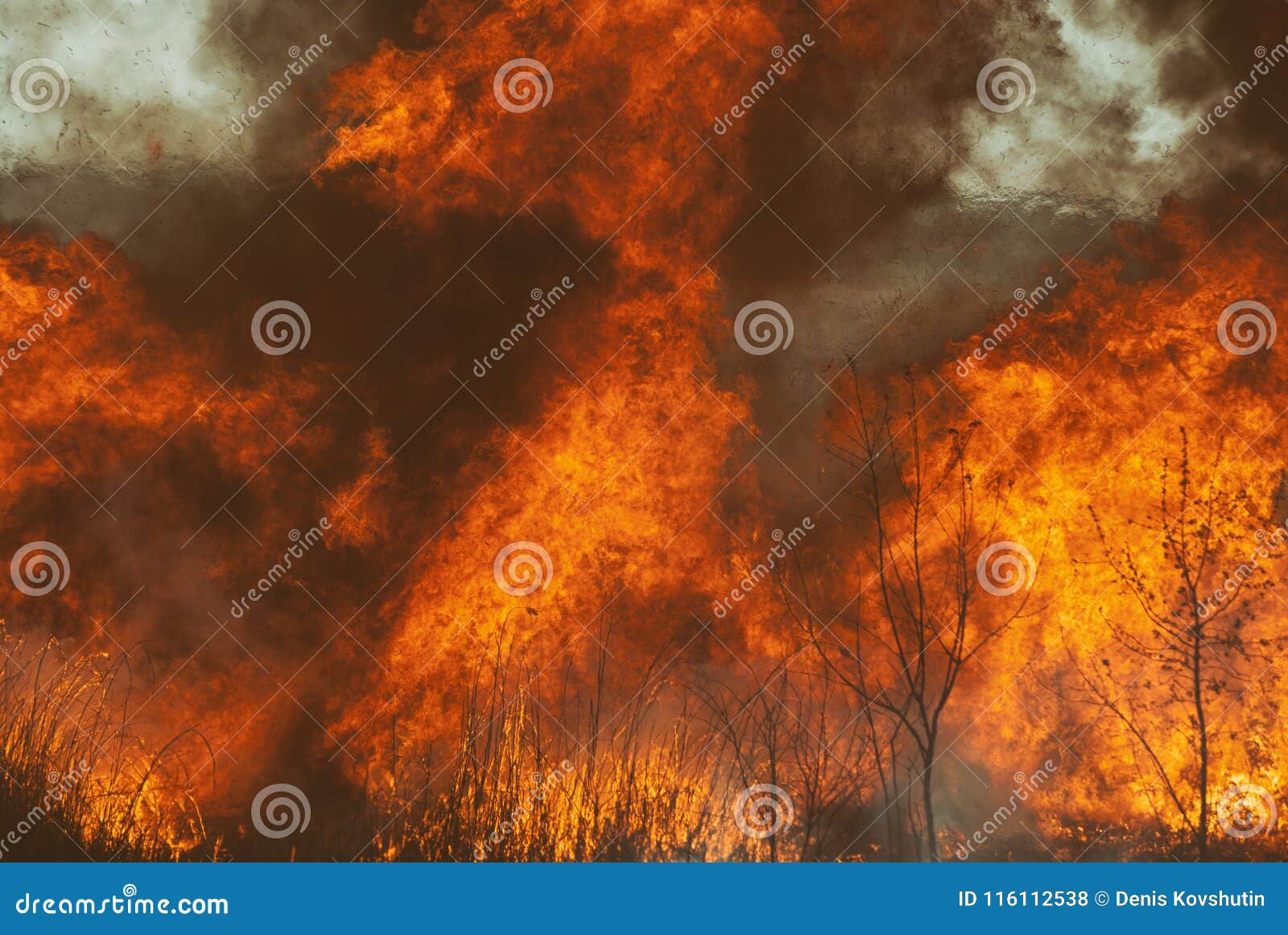 The Raging Flame of Fire Burn in the Fields, Forests and Black Thick ...